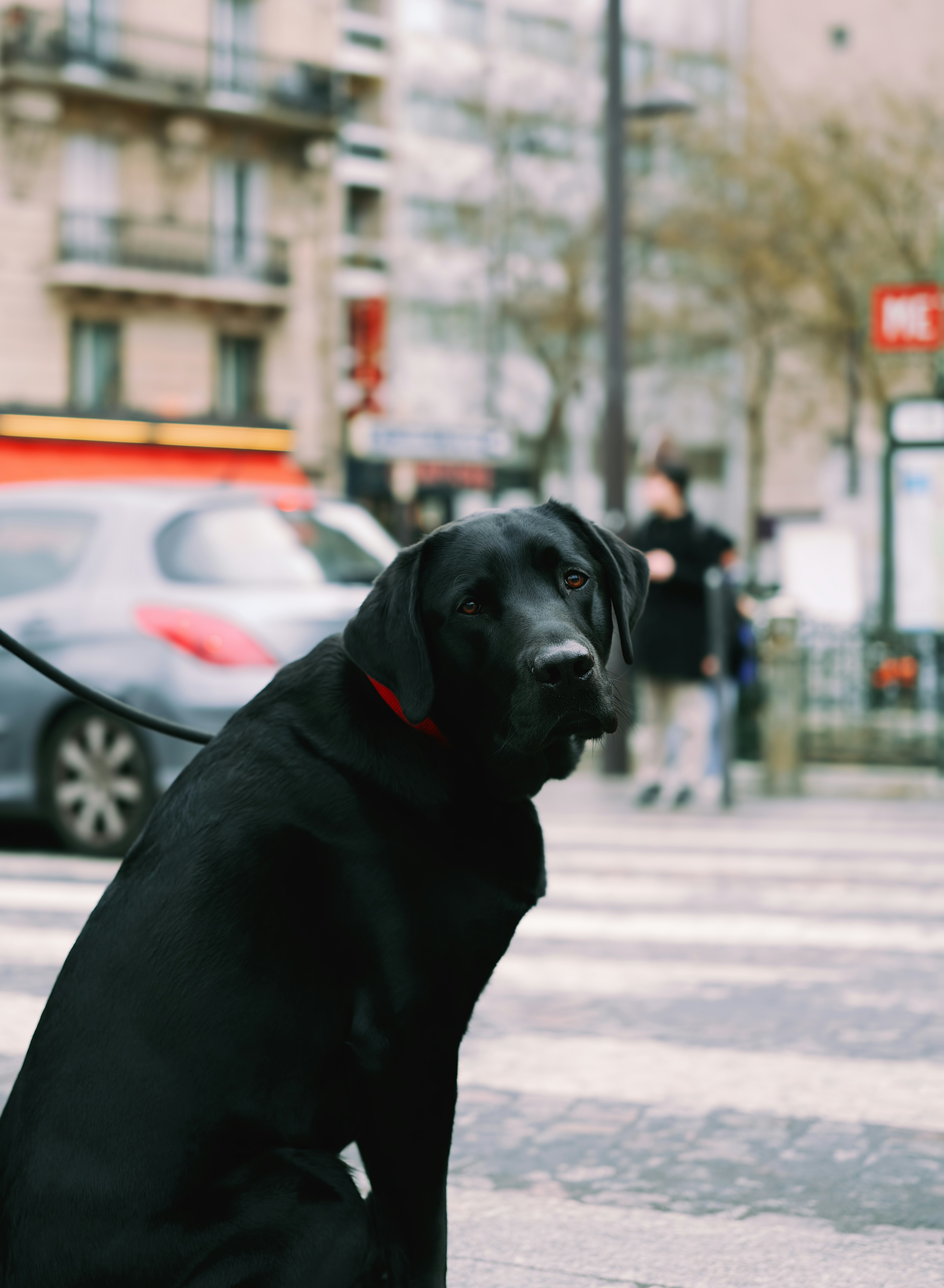 Urban Retriever: Black Lab Reacts to City Crosswalk