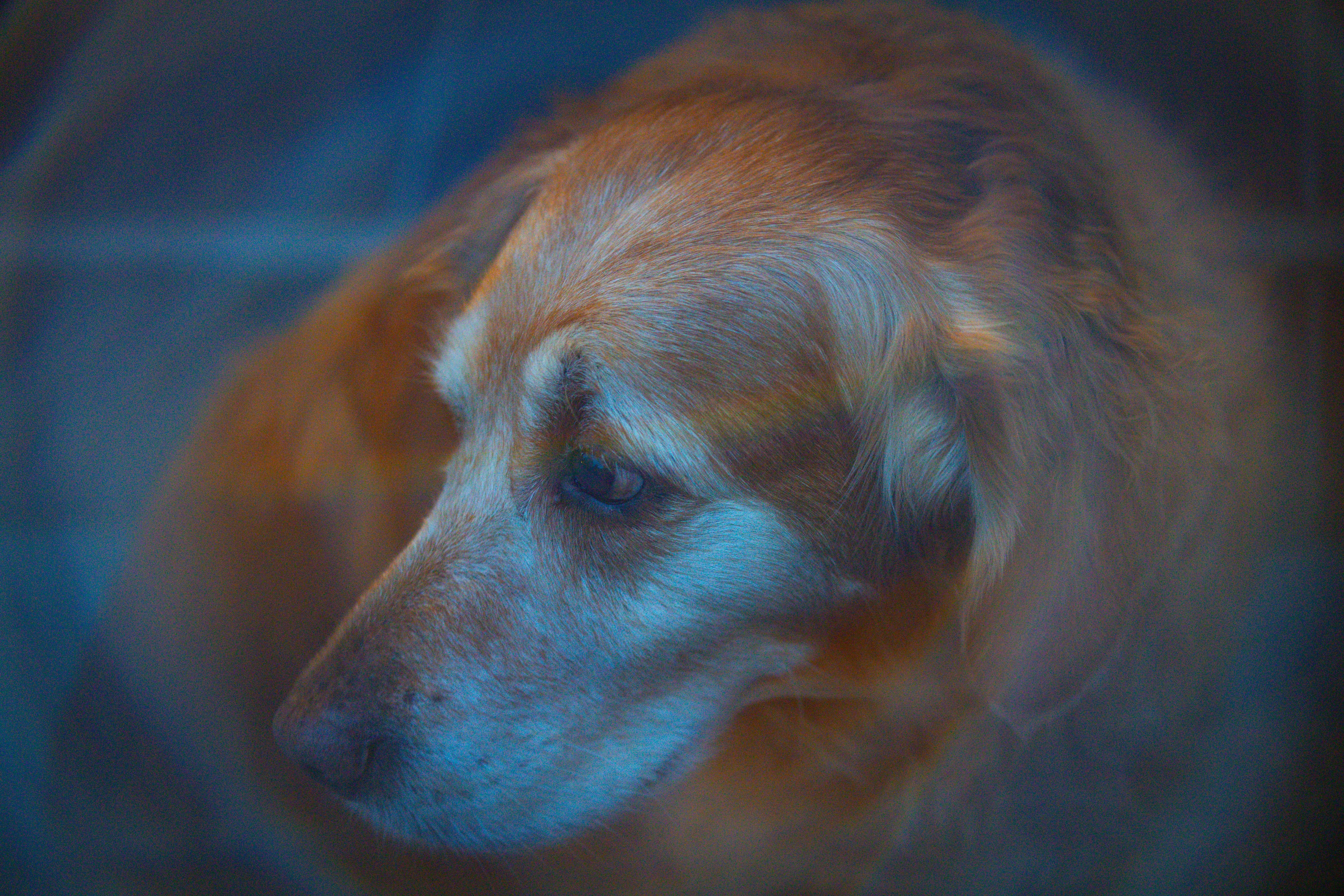 Soft-Glow Portrait of a Dog Gazing Through Diffusion