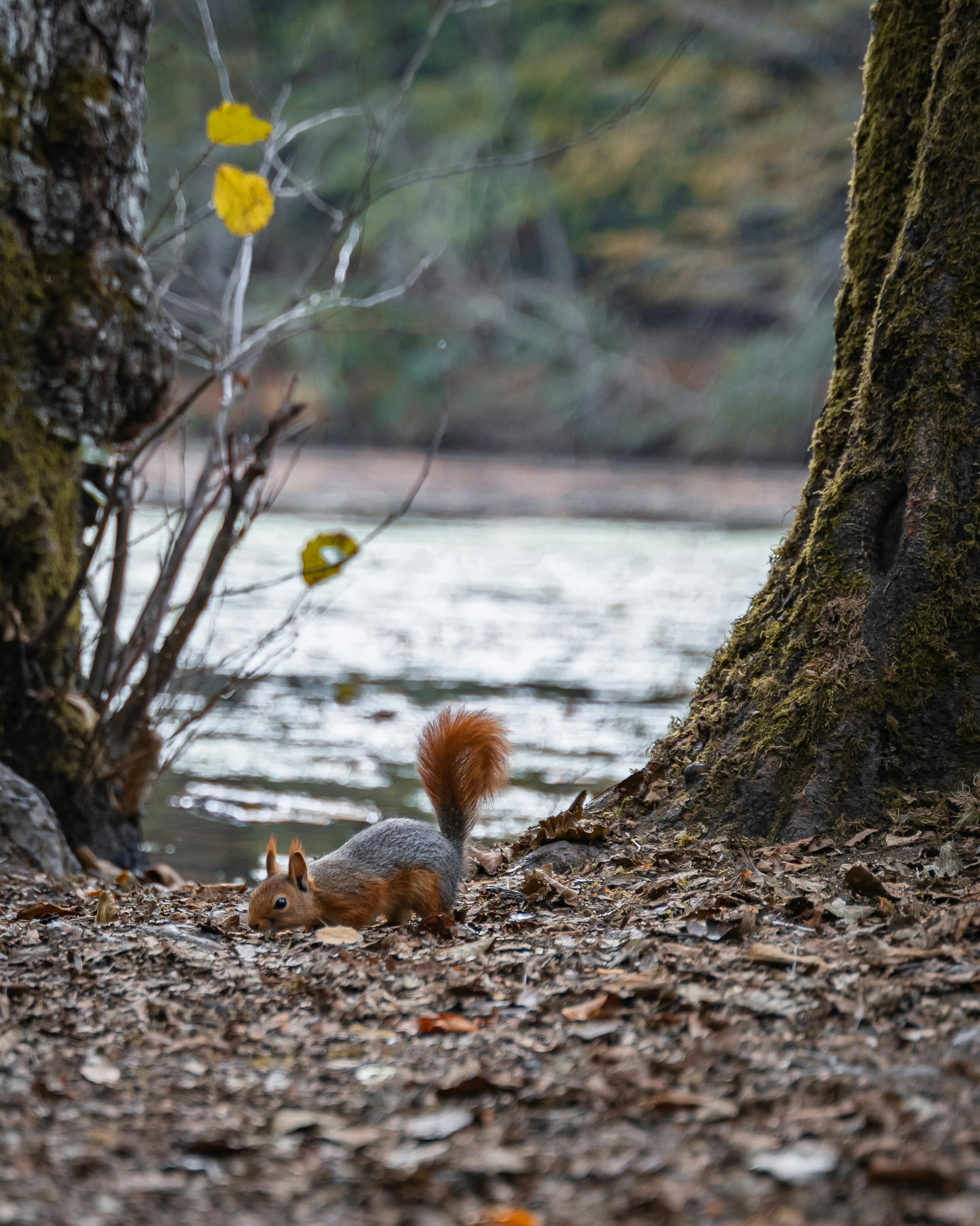 Tiny Squirrel, Big Moment: A Quiet Pause by the Riverbank