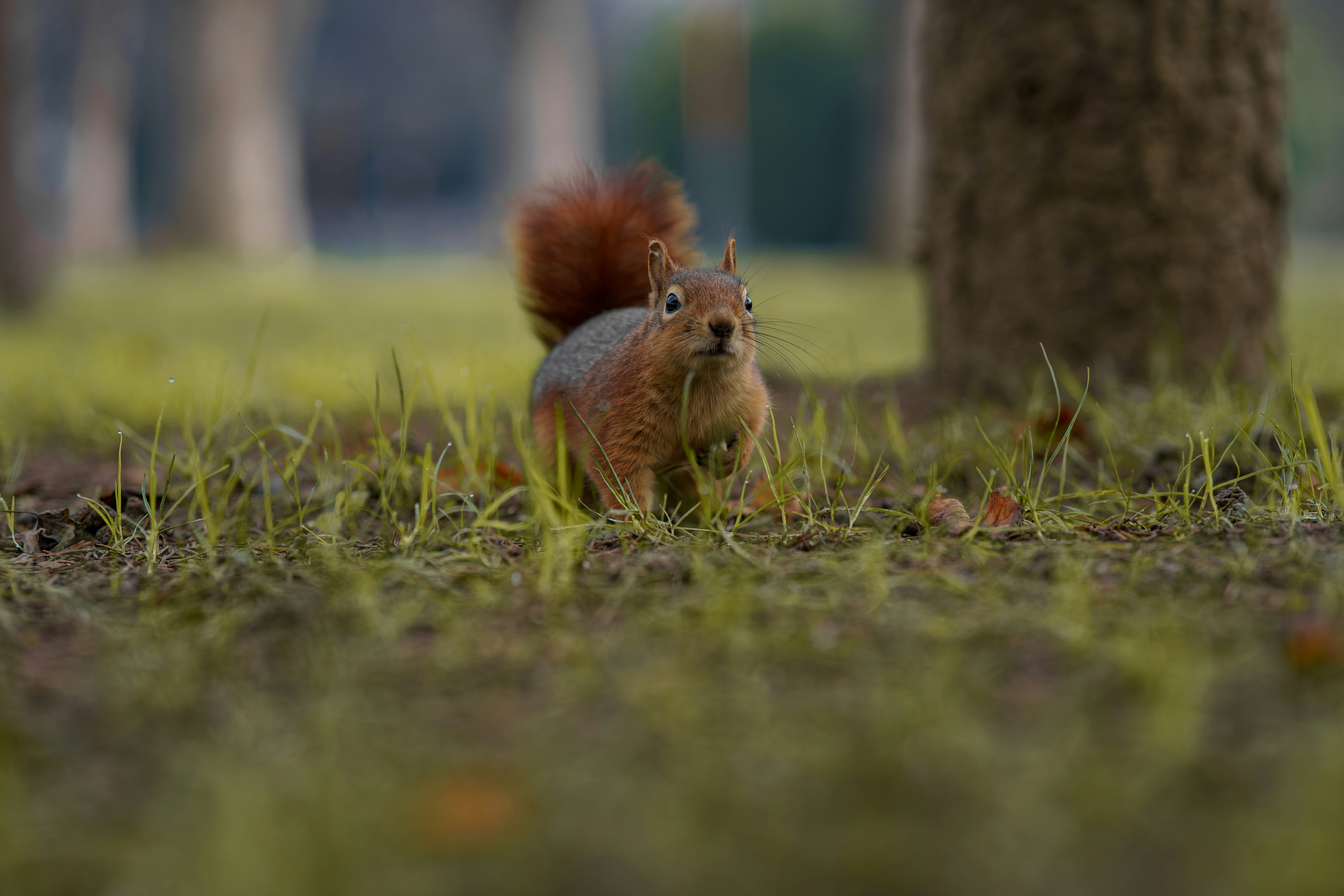 Squirrel in Focus: A Curious Pause Under the Park Trees