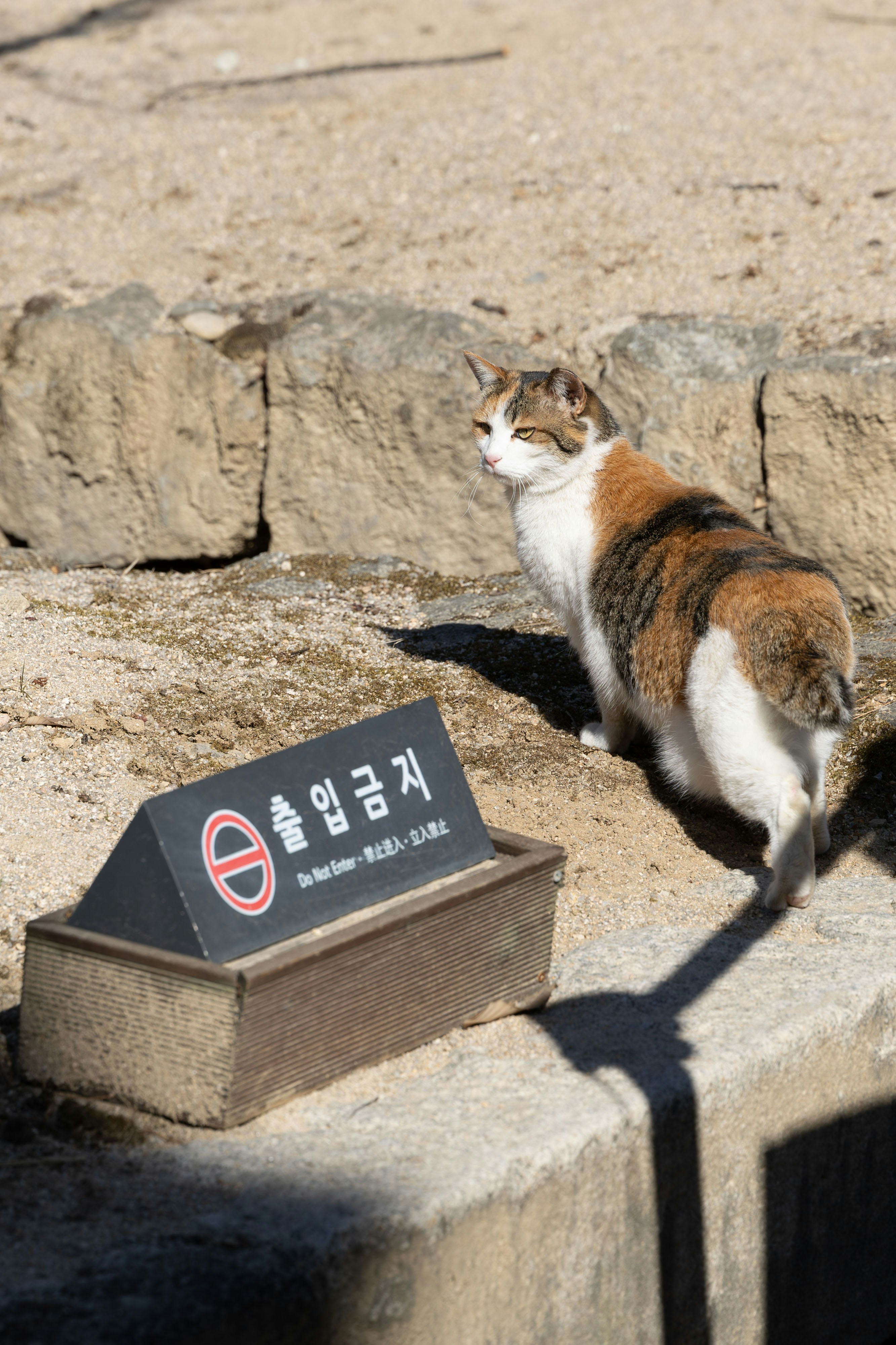 Curious Cat Near a Forbidden Sign on Sunny Concrete