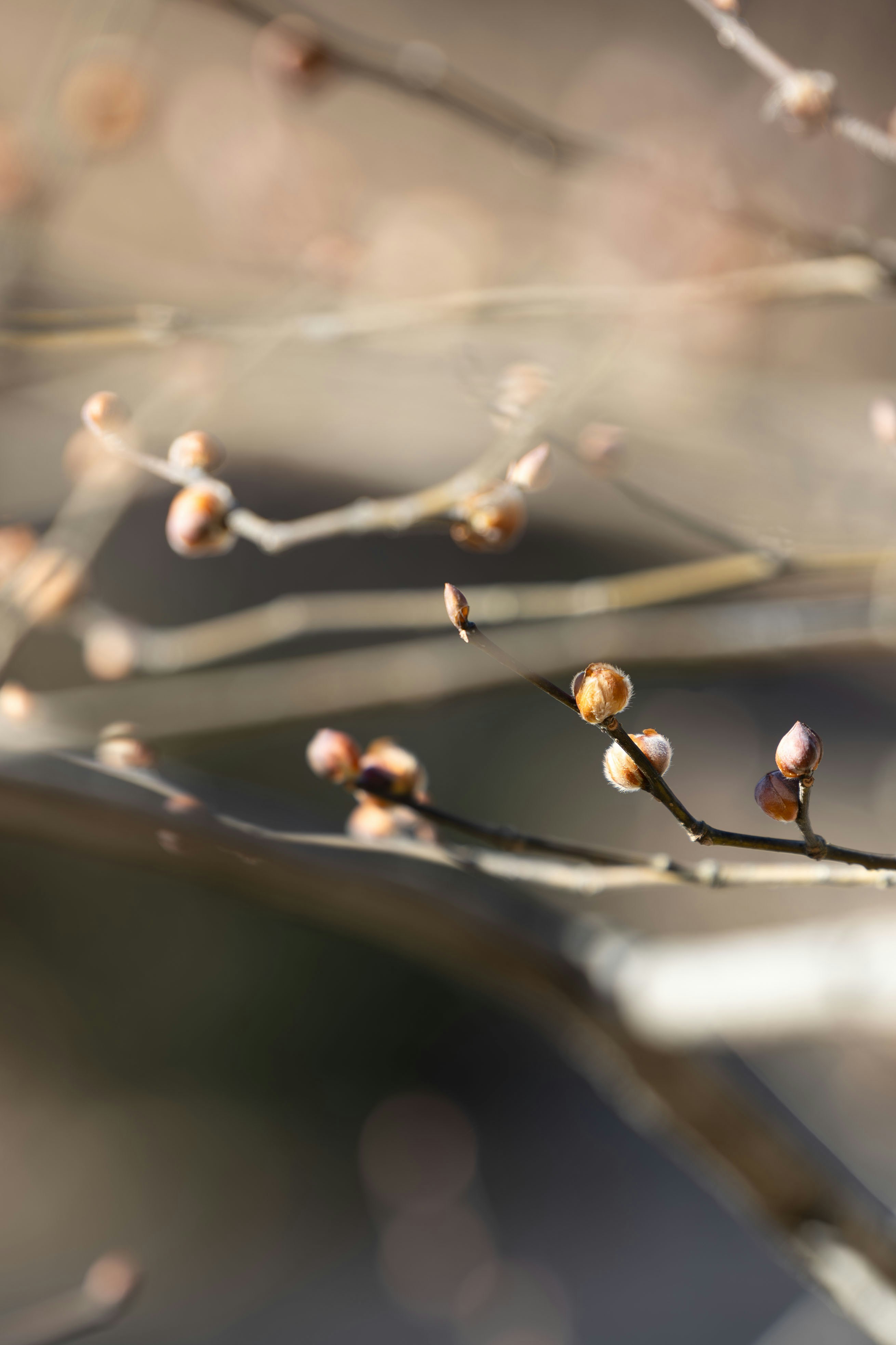 Budding Branches in Soft Focus Dawn