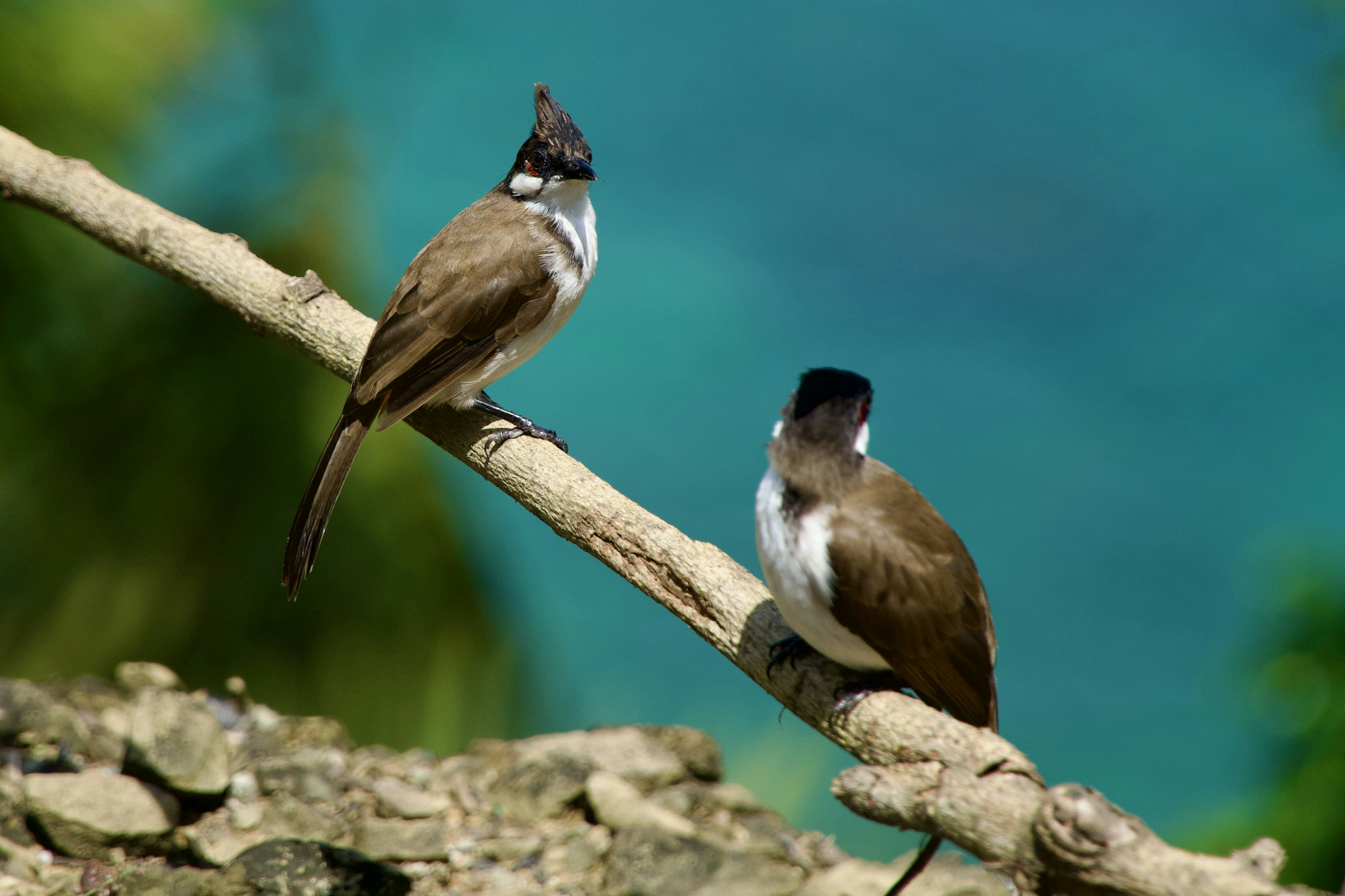 Twin Perch: Two Finches on a Weathered Branch Over turquoise Waters