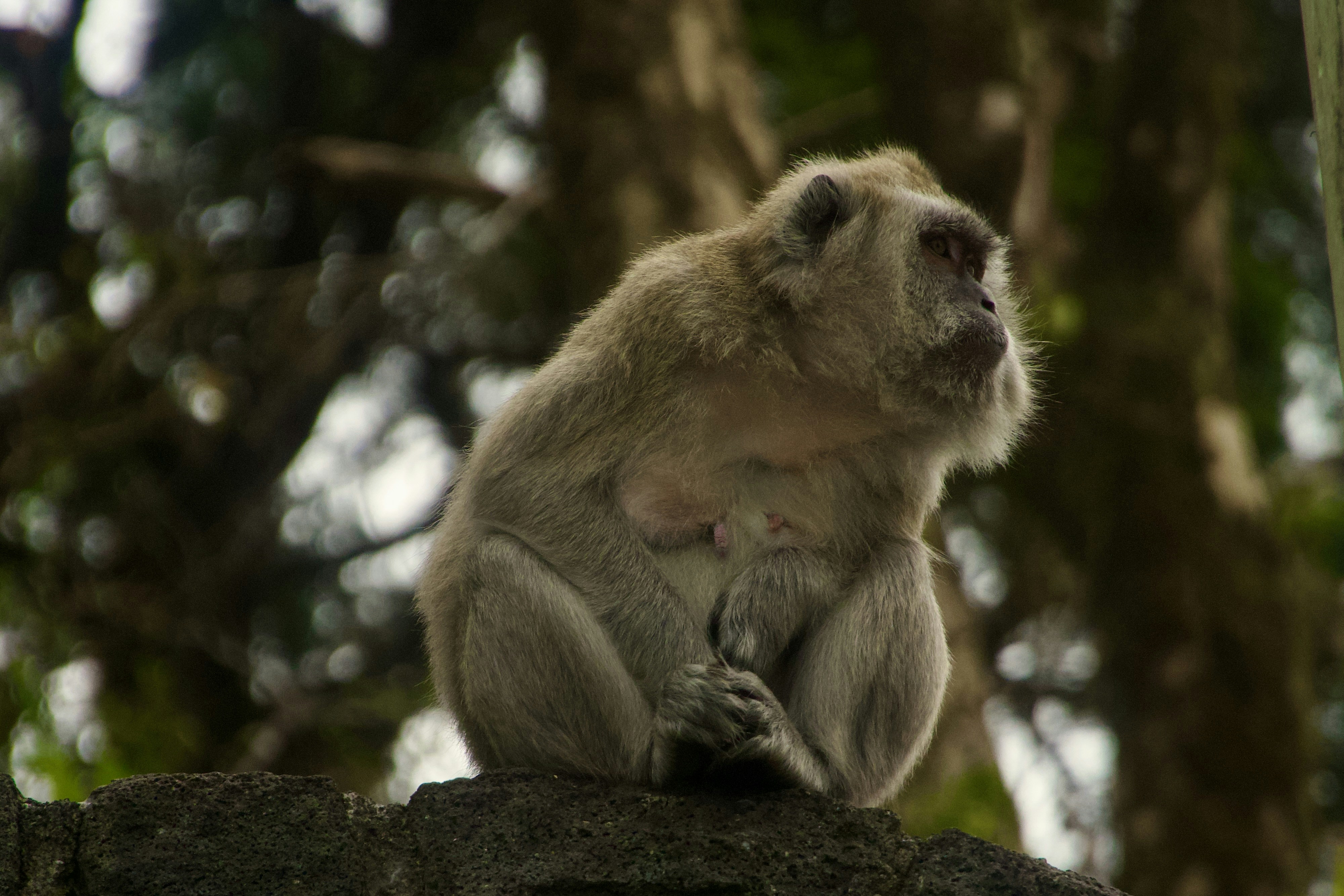 Watcher on a mossy ledge: a solitary macaque in calm forest light