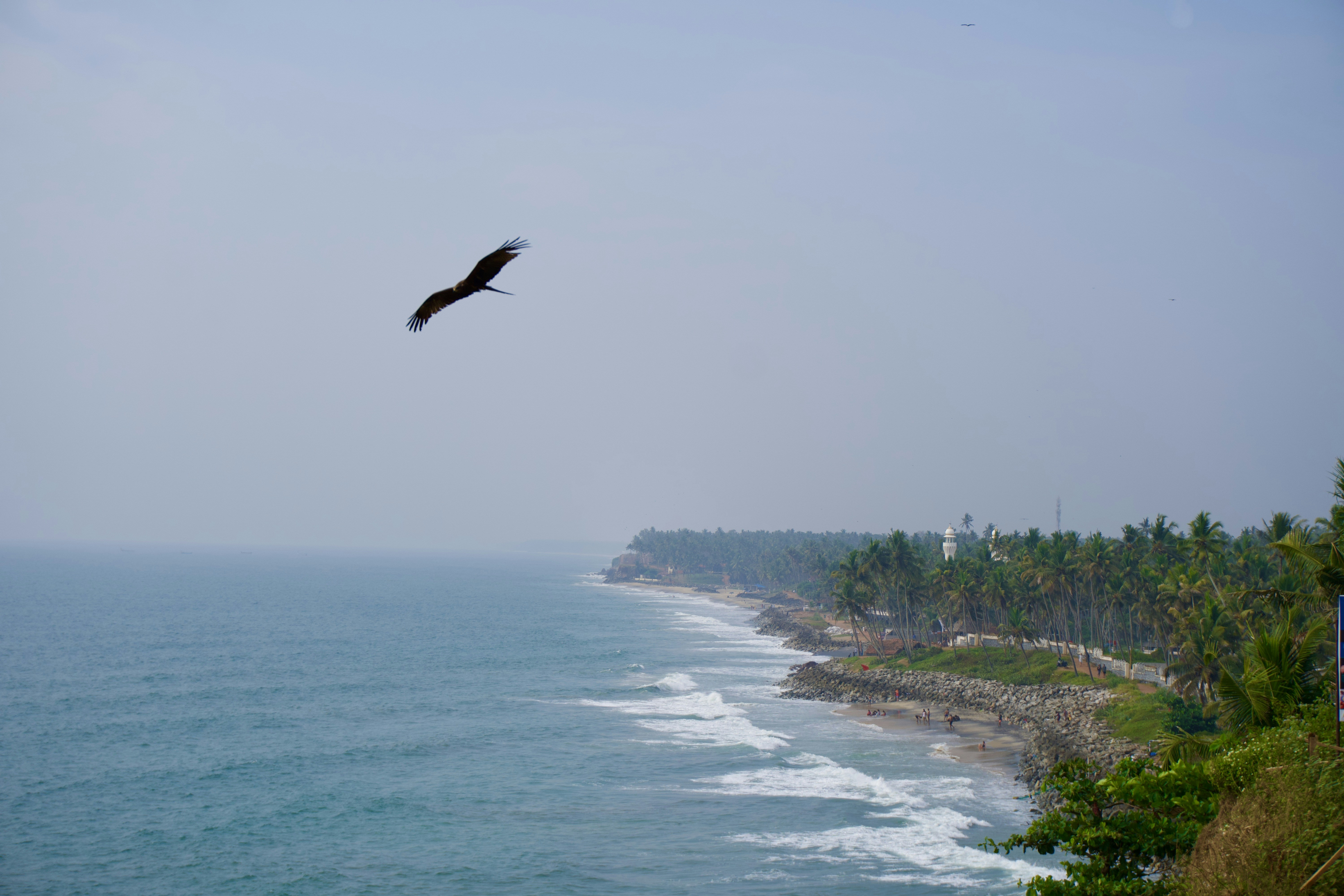 Seabreeze Overlook: A lone hawk glides along a coconut coast