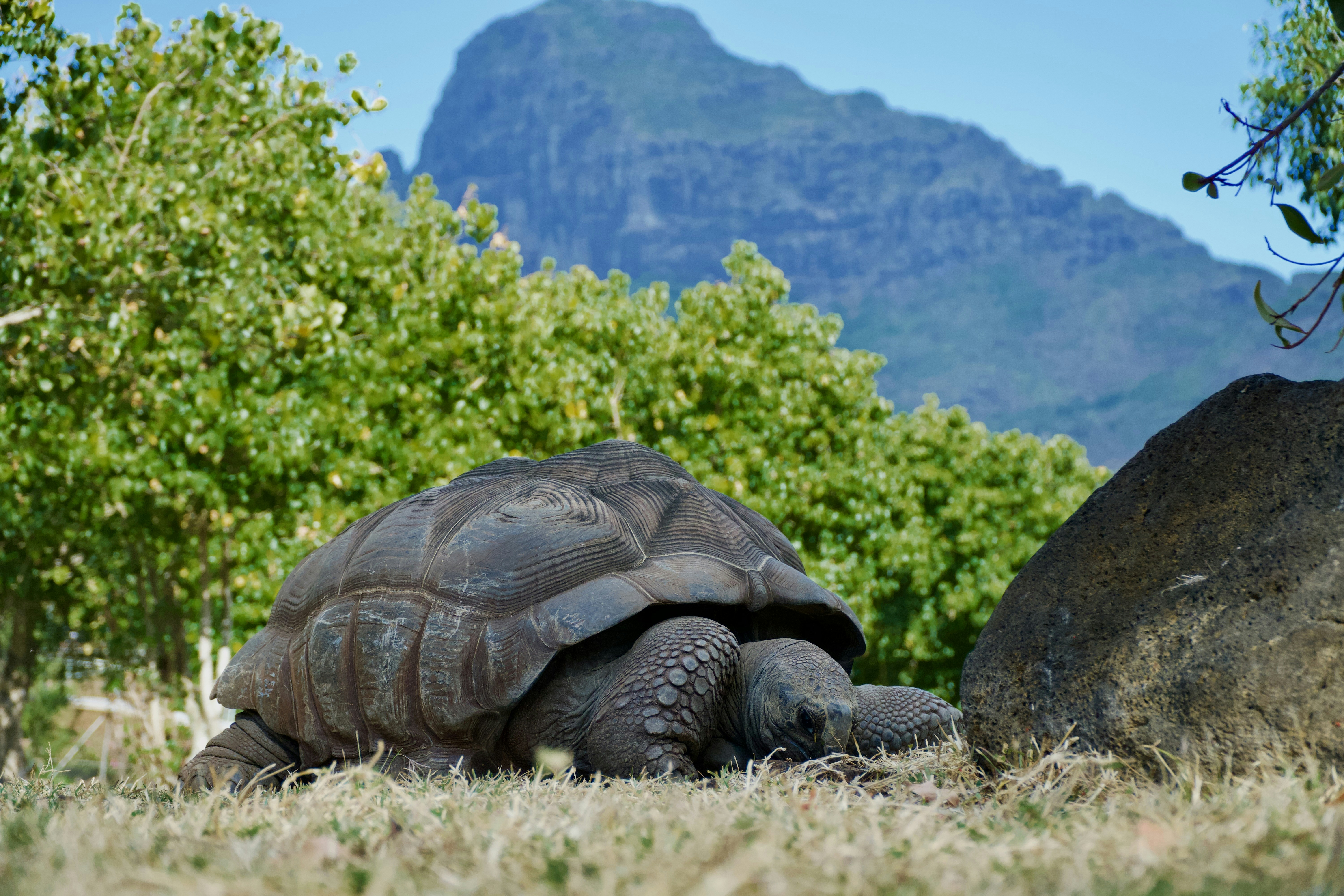 Grounded Giant: A Desert Tortoise Reposed beneath the Mountain