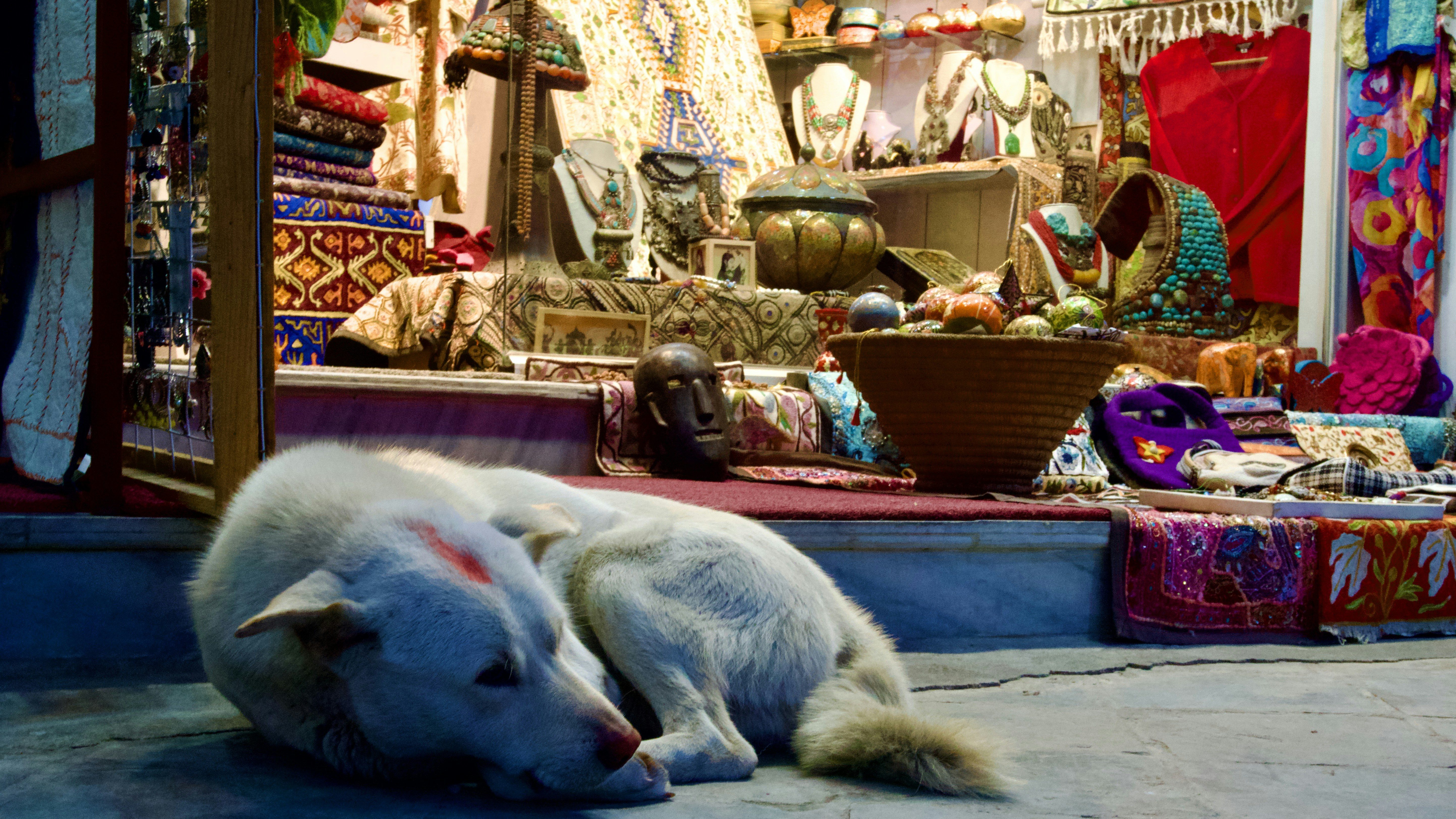 White stray cat naps near a colorful market stall at dusk