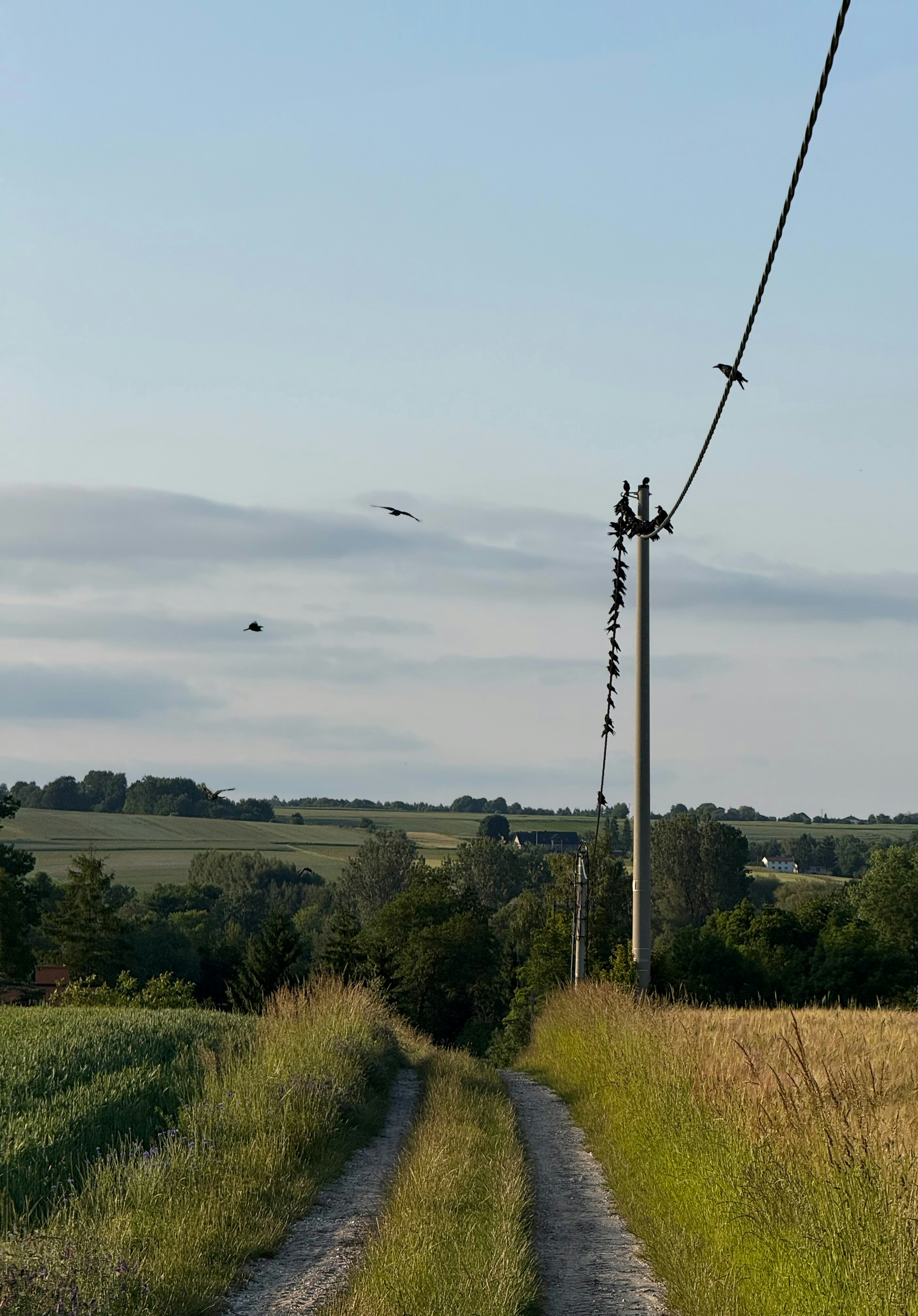 Rural Telephone Pole with Birds in Calm Evening Fields