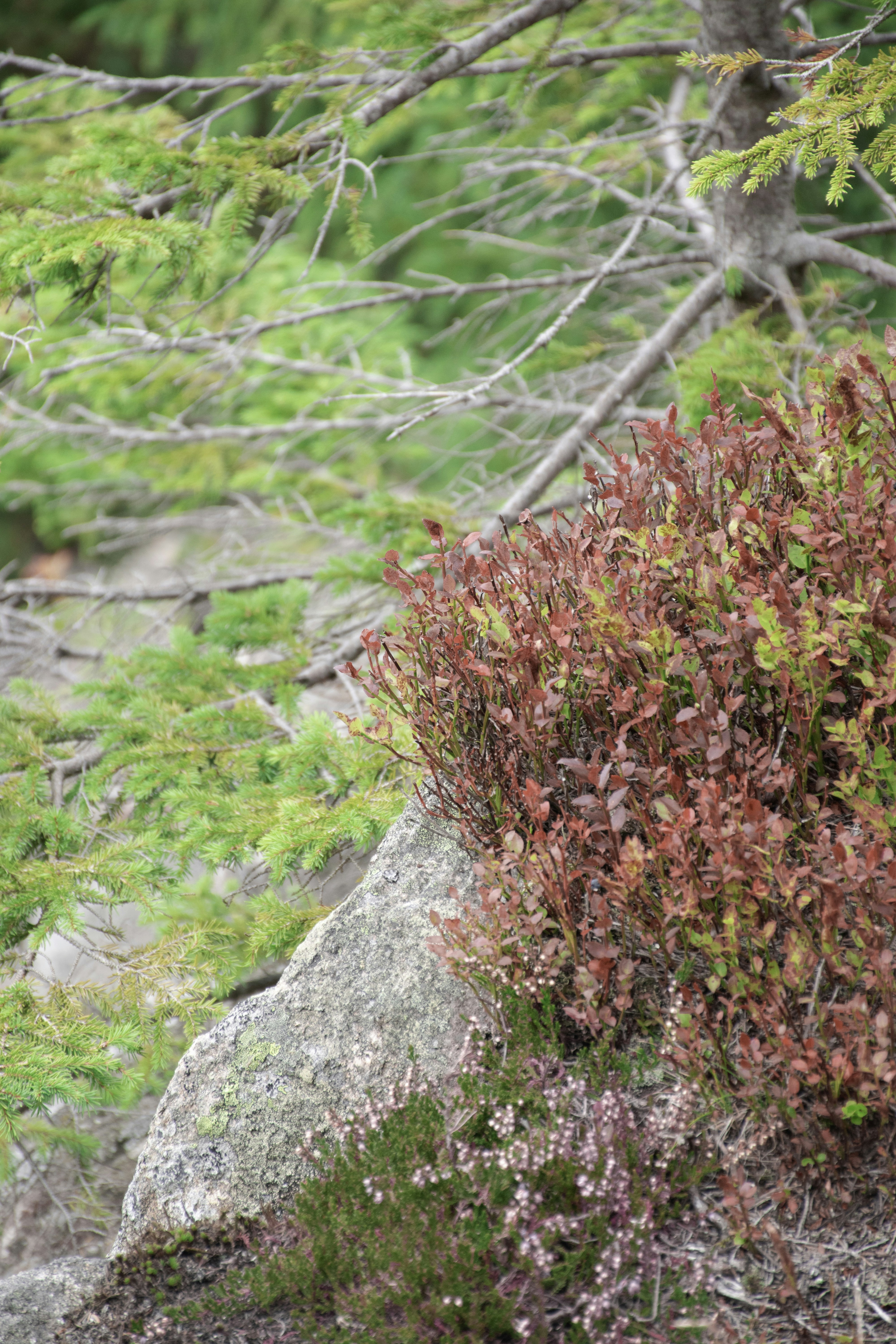 Crimson Autumn Shrubs Cascading Over a Mossy Rock