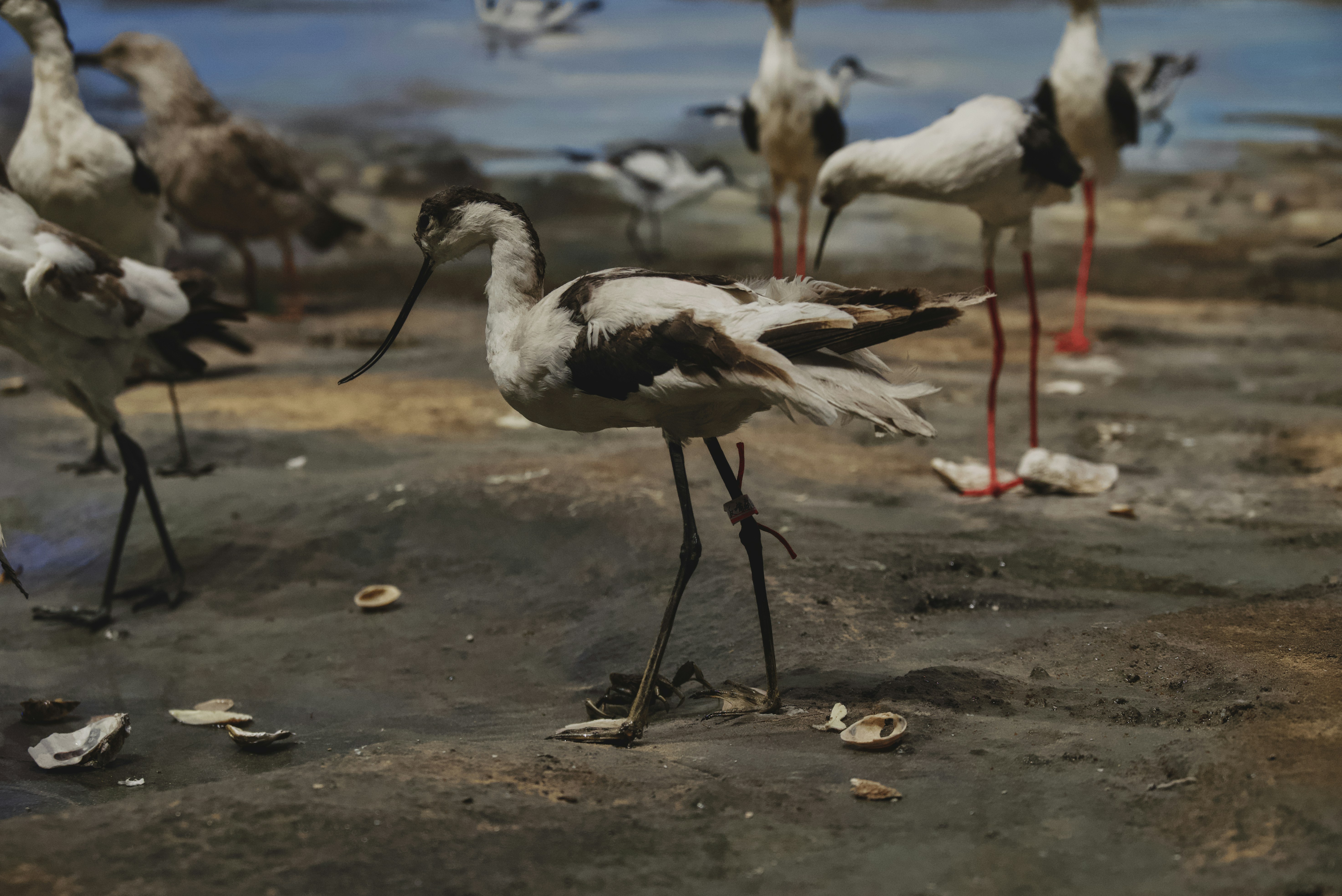Central Flamingo in Focus: A Quiet Parade on Muddy Shore
