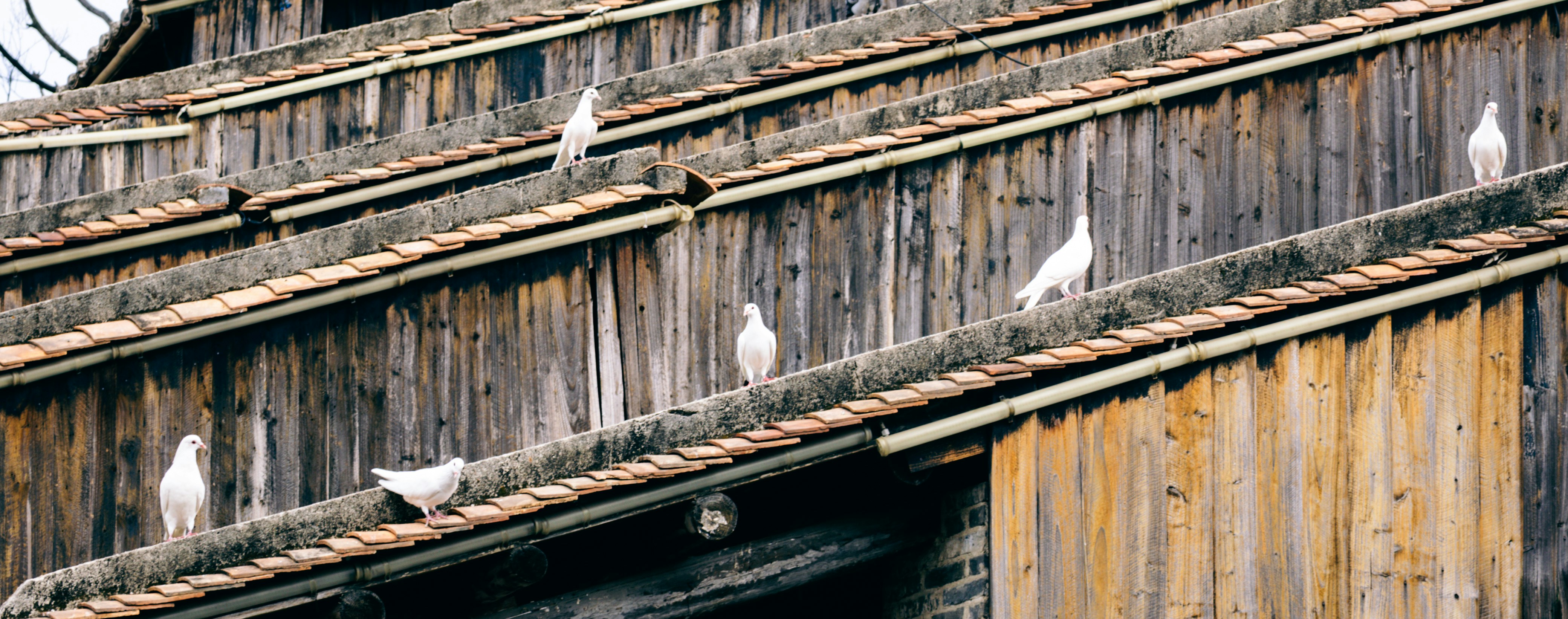 Rows of White Birds Perched on Weathered Timber Roofs