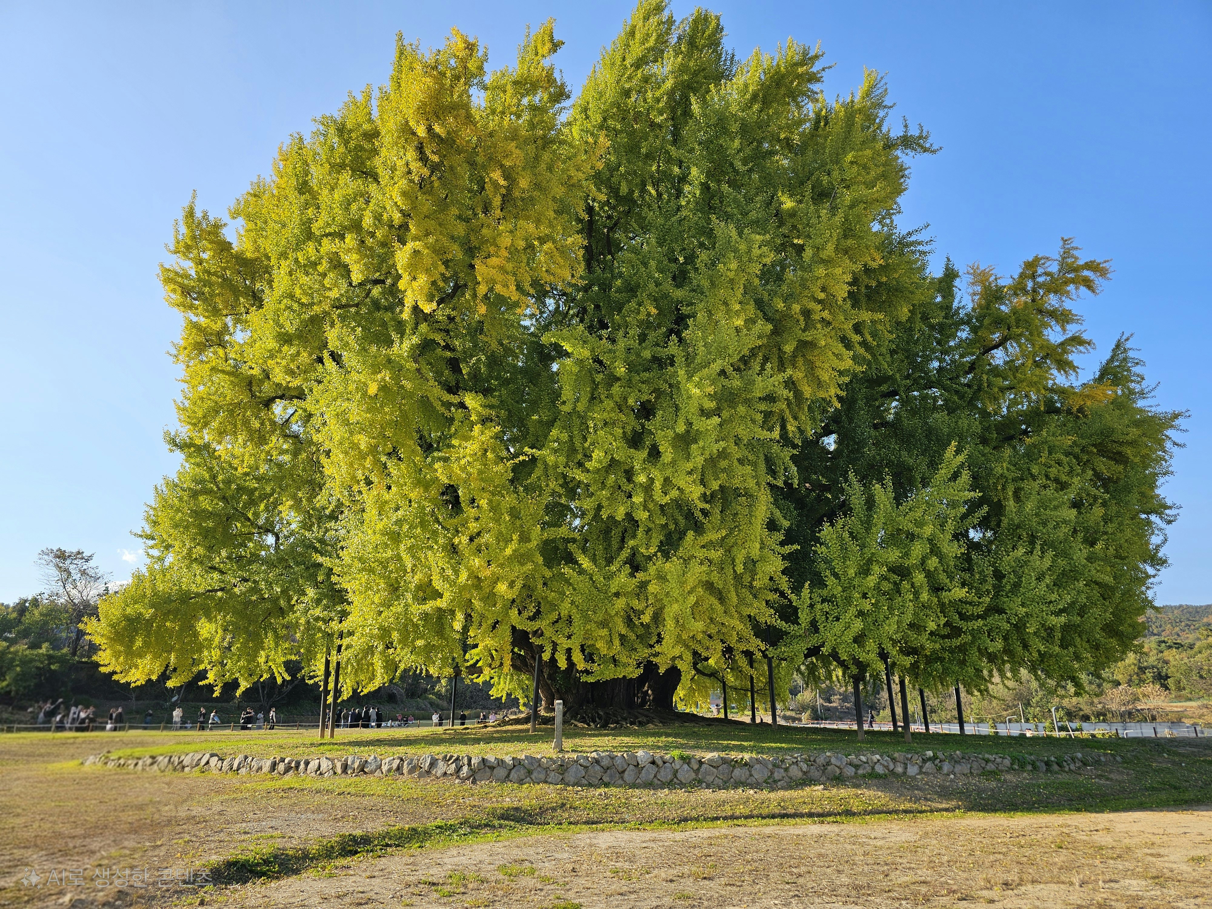 Golden-leaved Giant: A Quiet Park Arbor Under Blue Skies