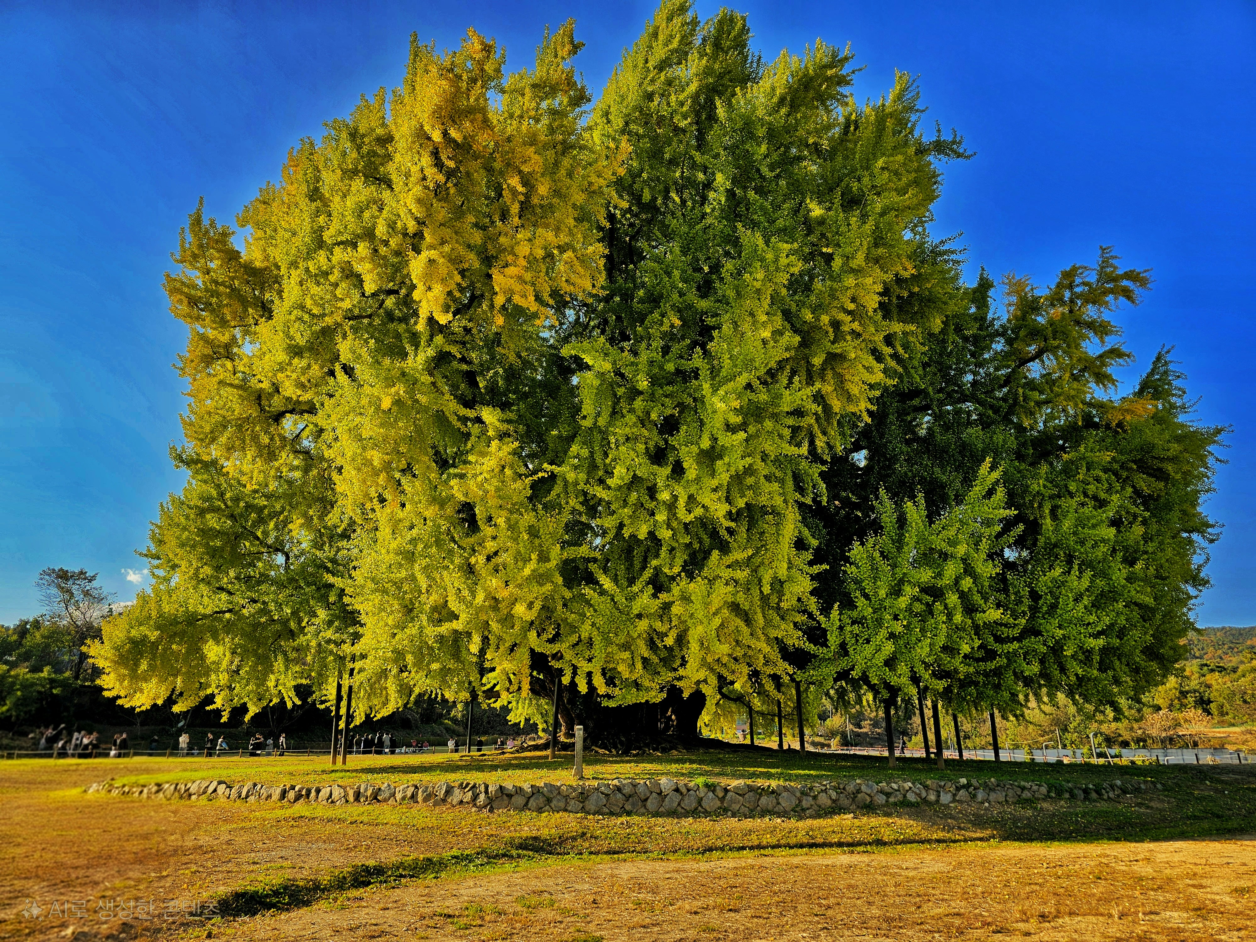 Gold-Leaf Canopy: A Park of Autumn Entranced Trees