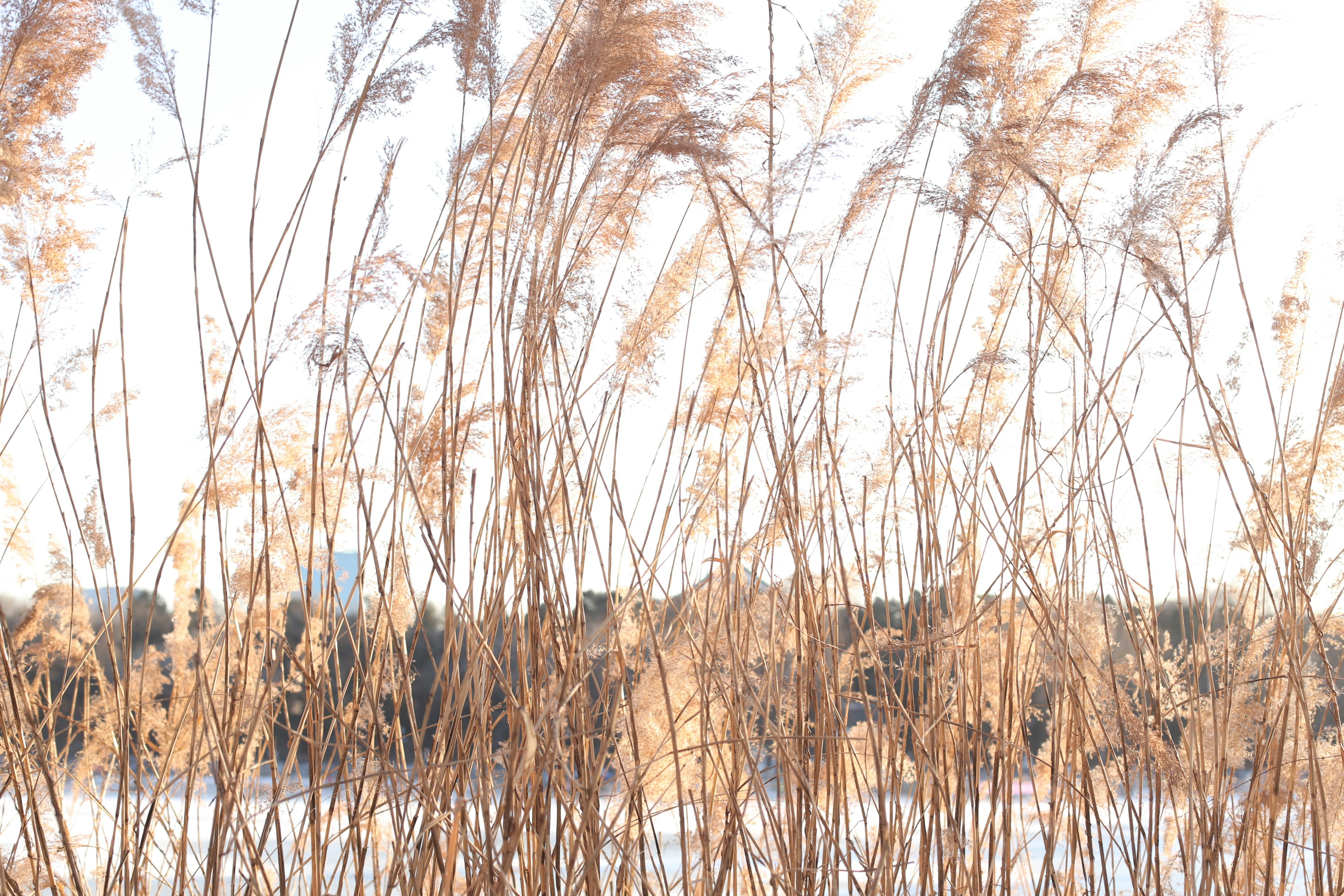 Silent Reeds at the Edge of Winter Light