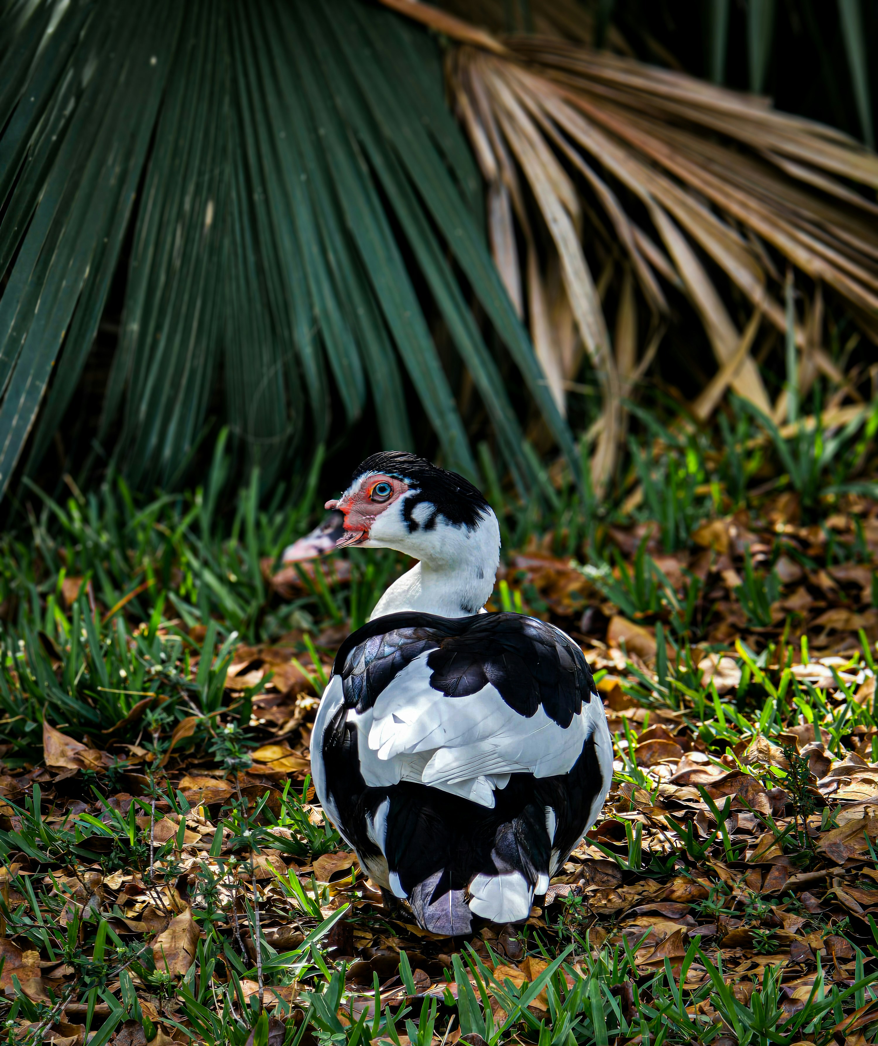 Black-and-White Duck Amid Fallen Leaves Under Palm Foliage
