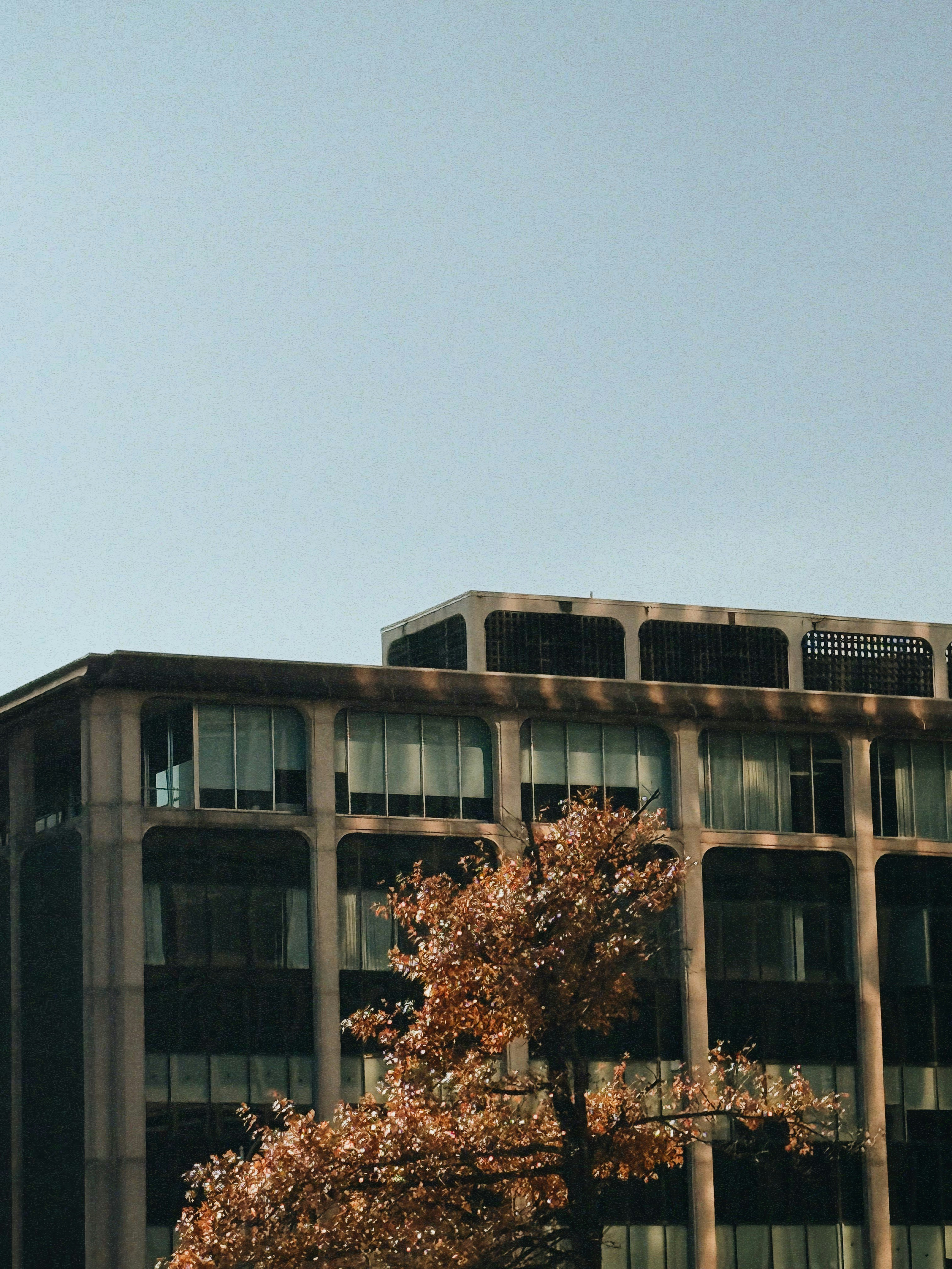 Concrete Atrium with Tree in Autumn Light