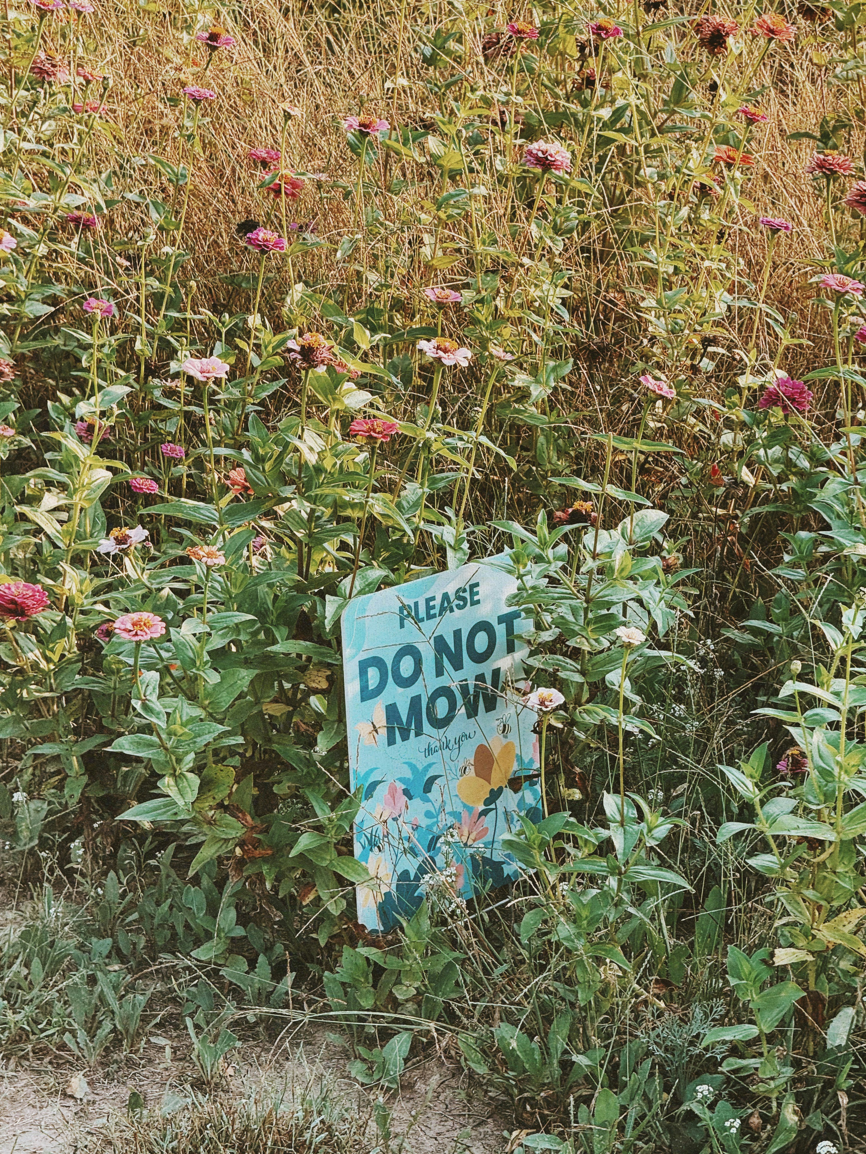 Weed-edged Dusk: A Do Not Move Sign Among Wildflowers