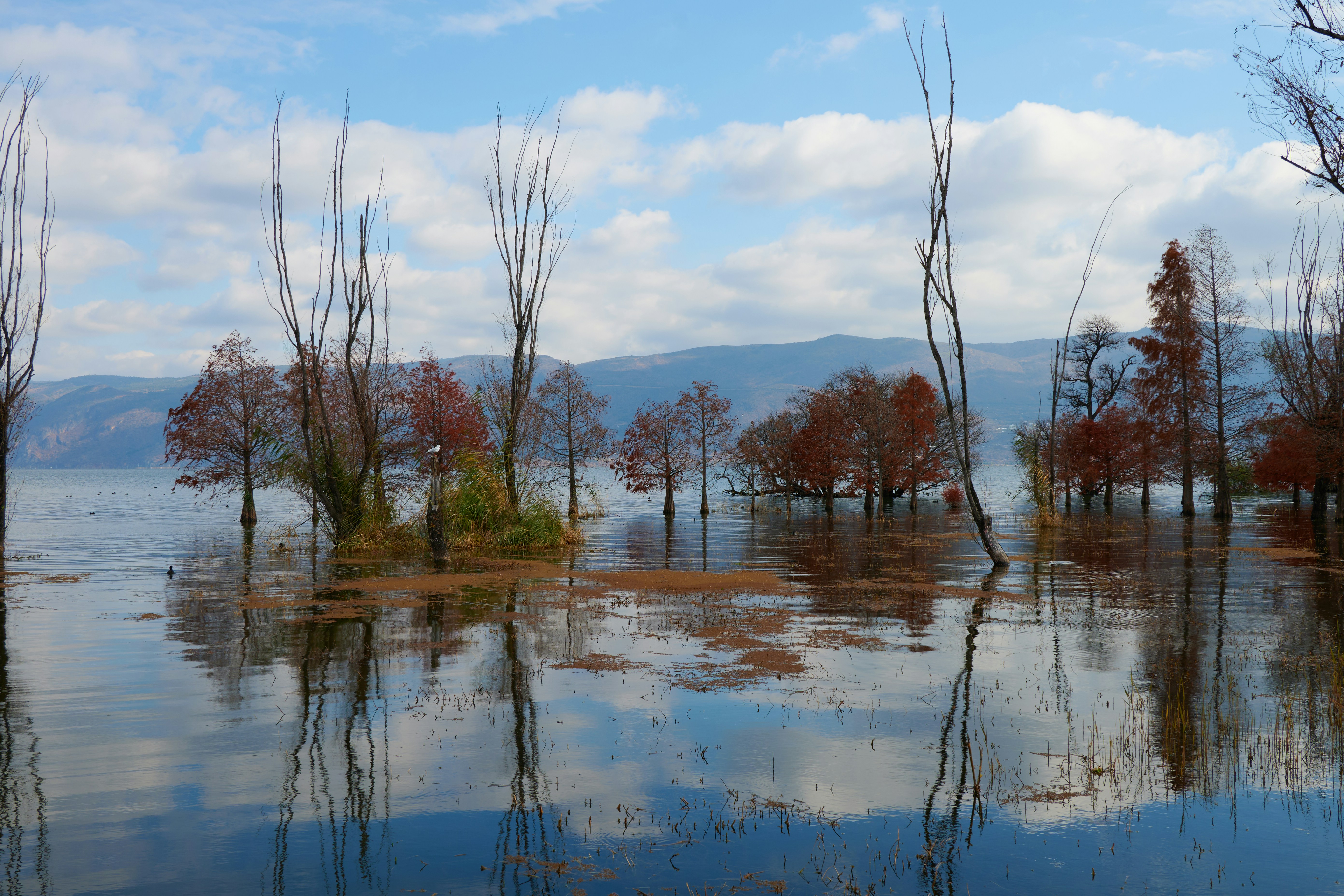 Reflections of Autumn Trees on a Quiet Mountain Lake