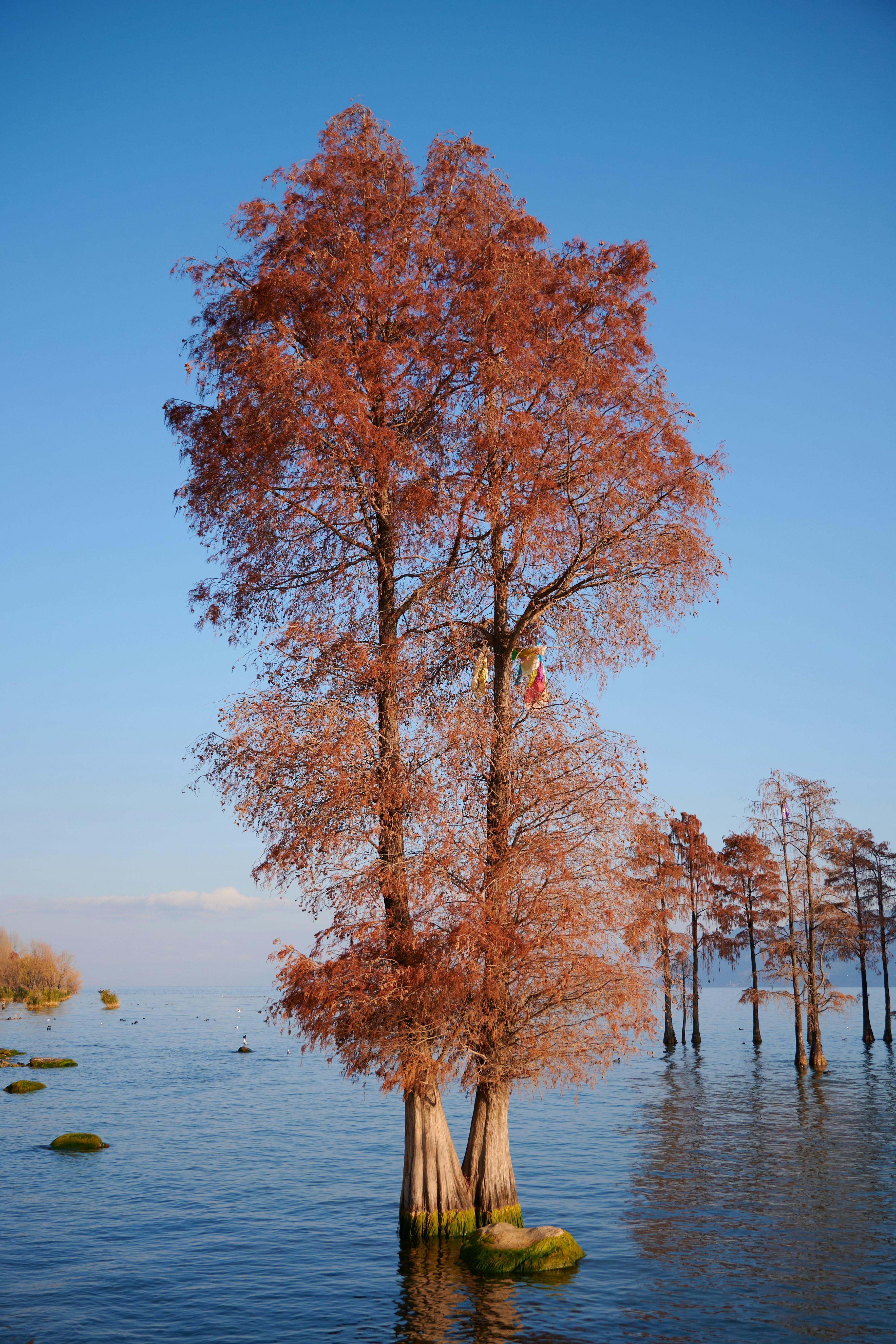 Autumn Arboreal Sentinel Rising from Calm Water