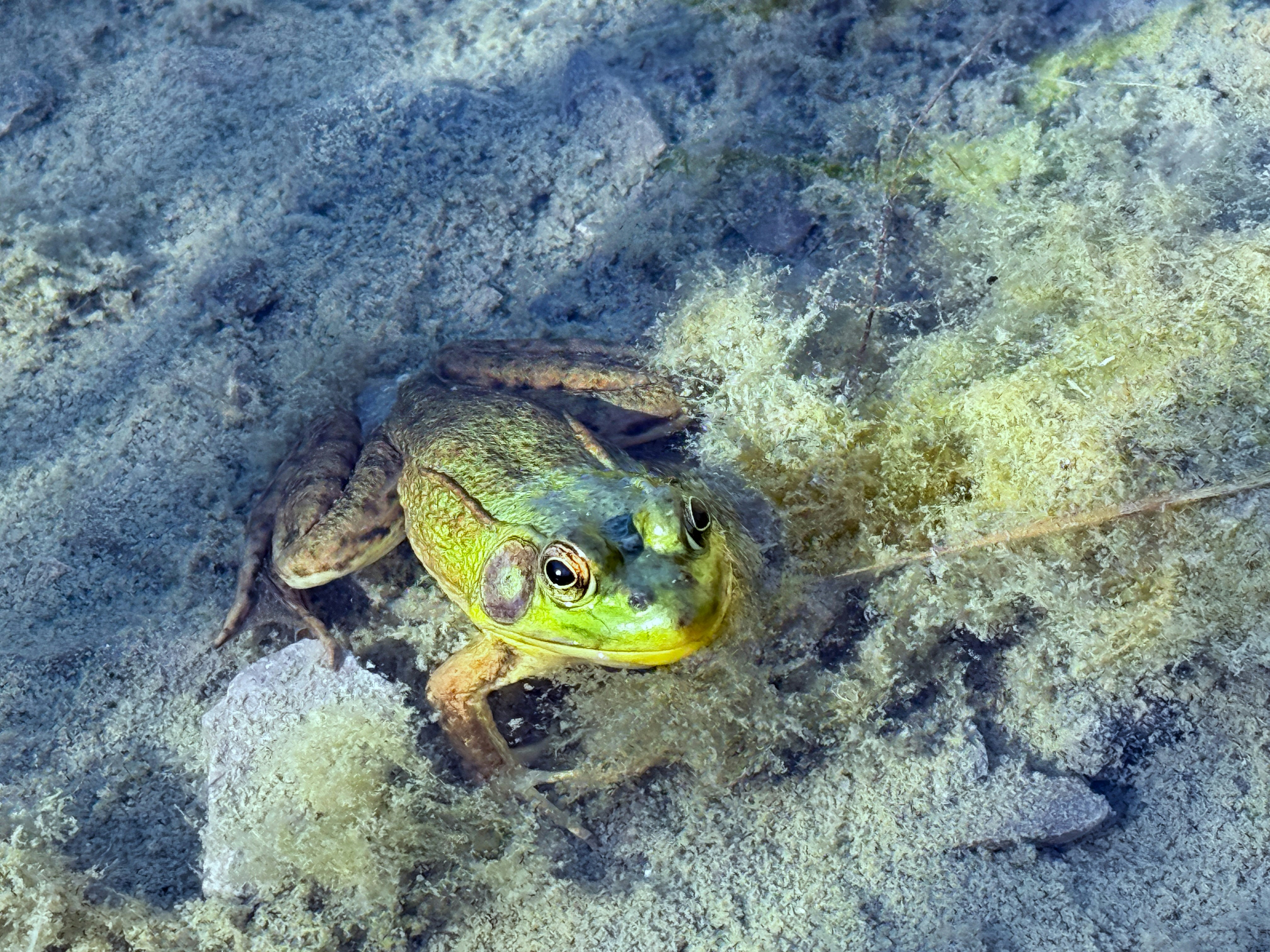 Emerald-Green Frog Emerges from a Mossy Rock Bed