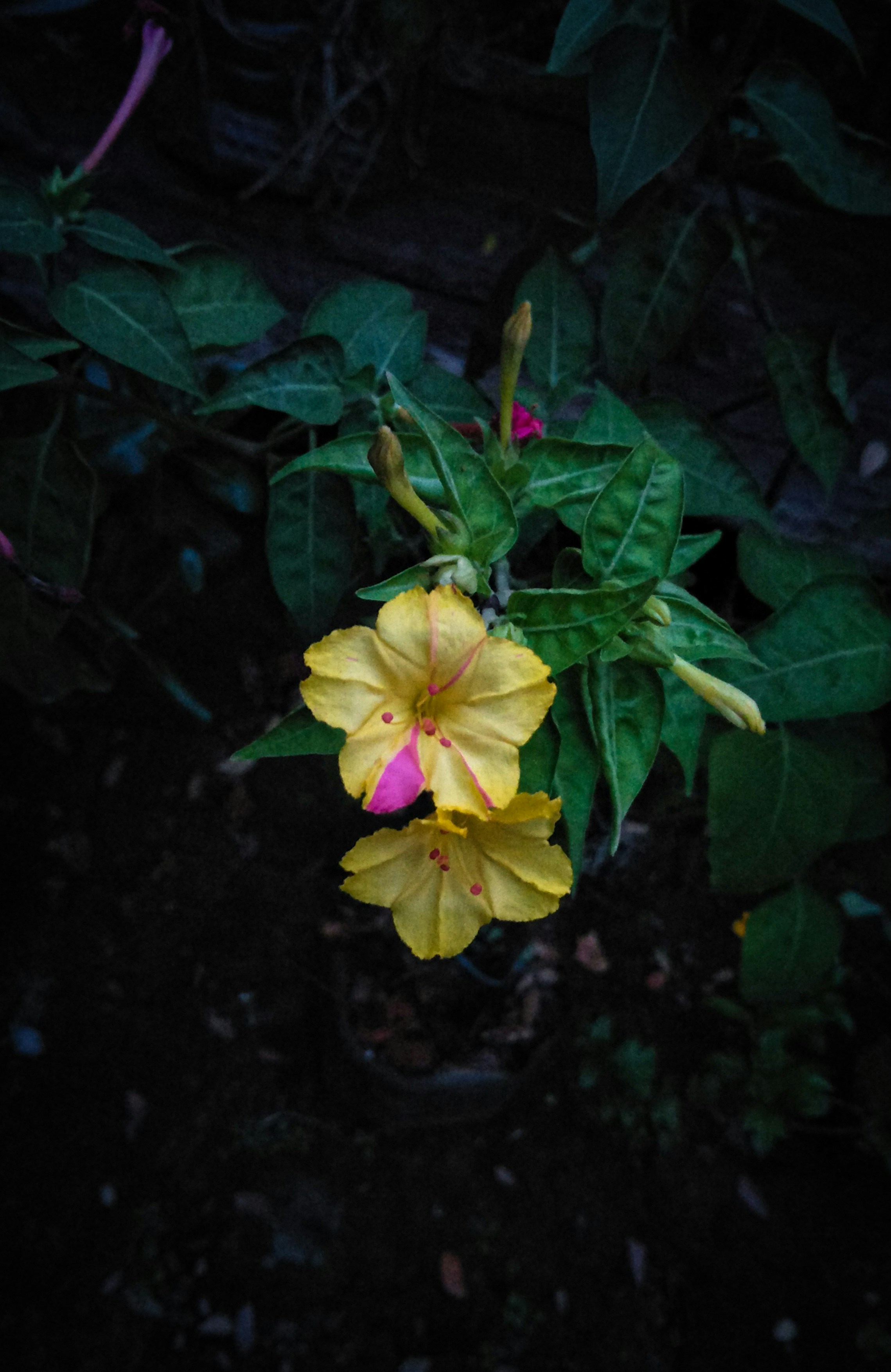 In the soft light of the evening, the garden feels calm and alive. Yellow-green leaves glow gently on the trees, creating a peaceful backdrop of nature. Among them, the **Mirabilis jalapa**, known as the *Marvel of Peru* or *Sondha Malati*, blooms quietly. Its delicate flowers open as dusk approaches, adding a subtle charm to the garden. The fresh colors, the stillness of the trees, and the evening air together create a soothing, almost magical scene where nature reveals its beauty slowly and gracefully. 🌼🌿