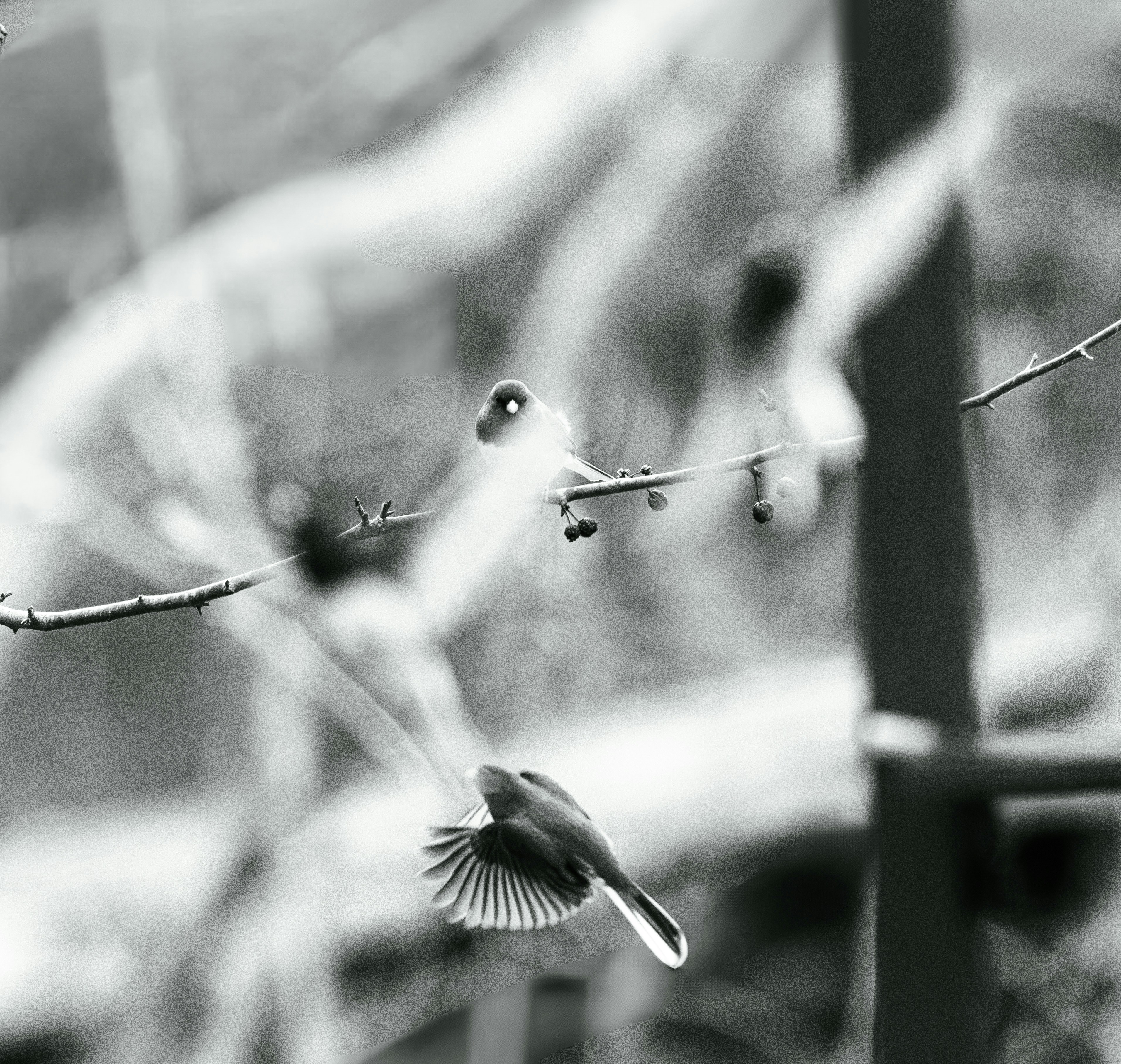 Winged Pause: A Tiny Bird in Quiet Grey