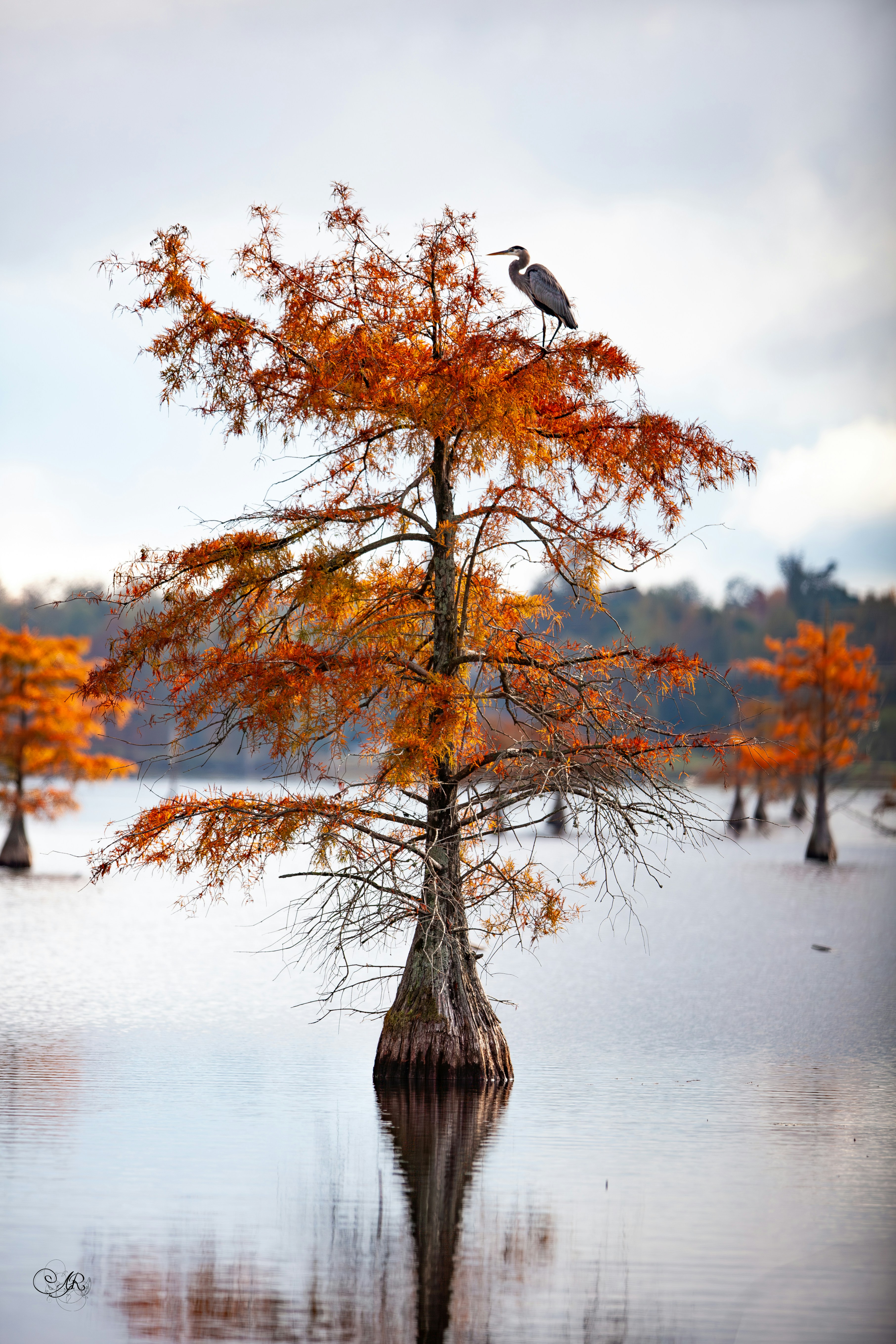 Autumn sentinel: a lone cypress crowned in fiery leaves