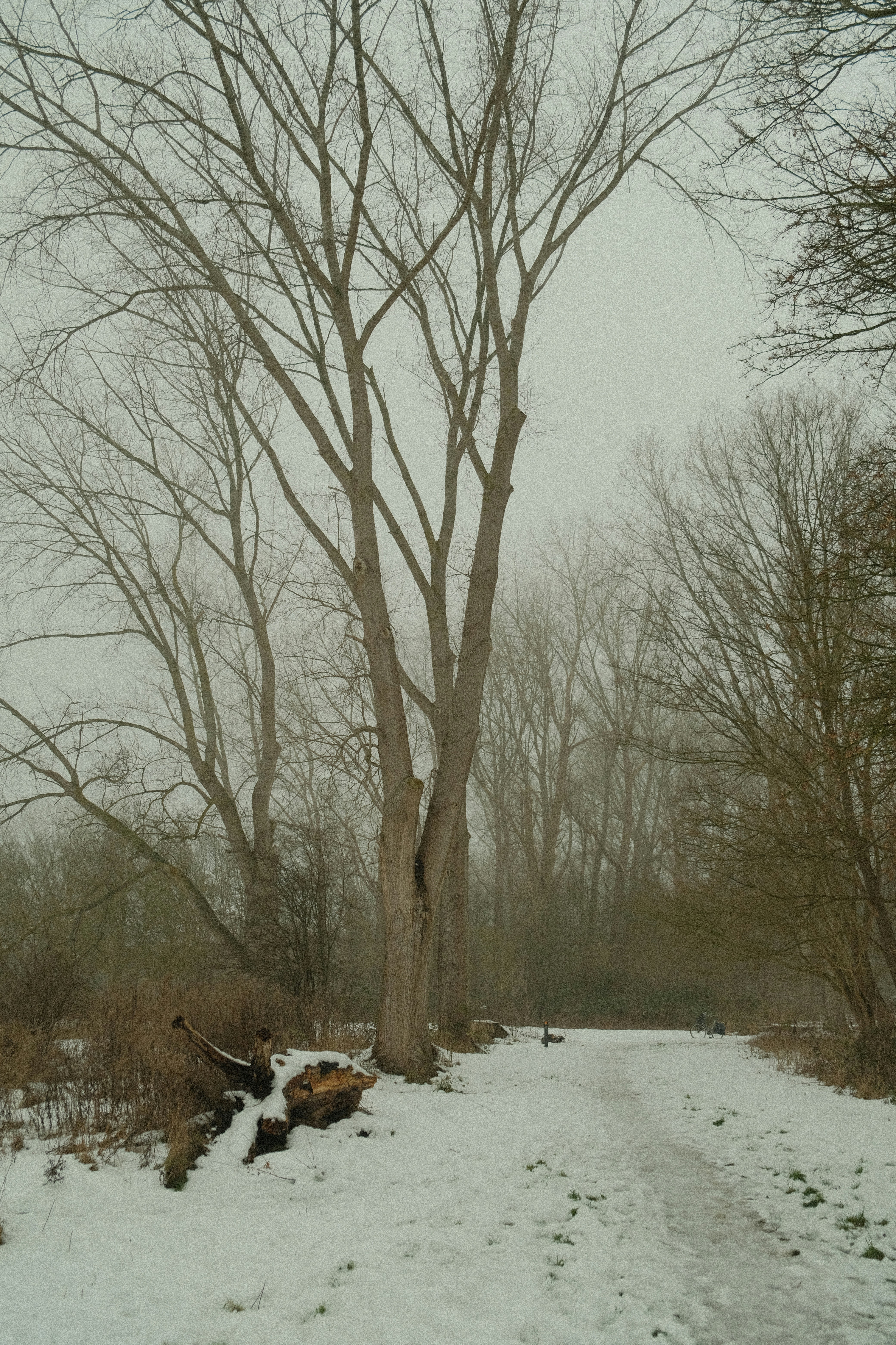 Snowlit Avenue of Silent Trees