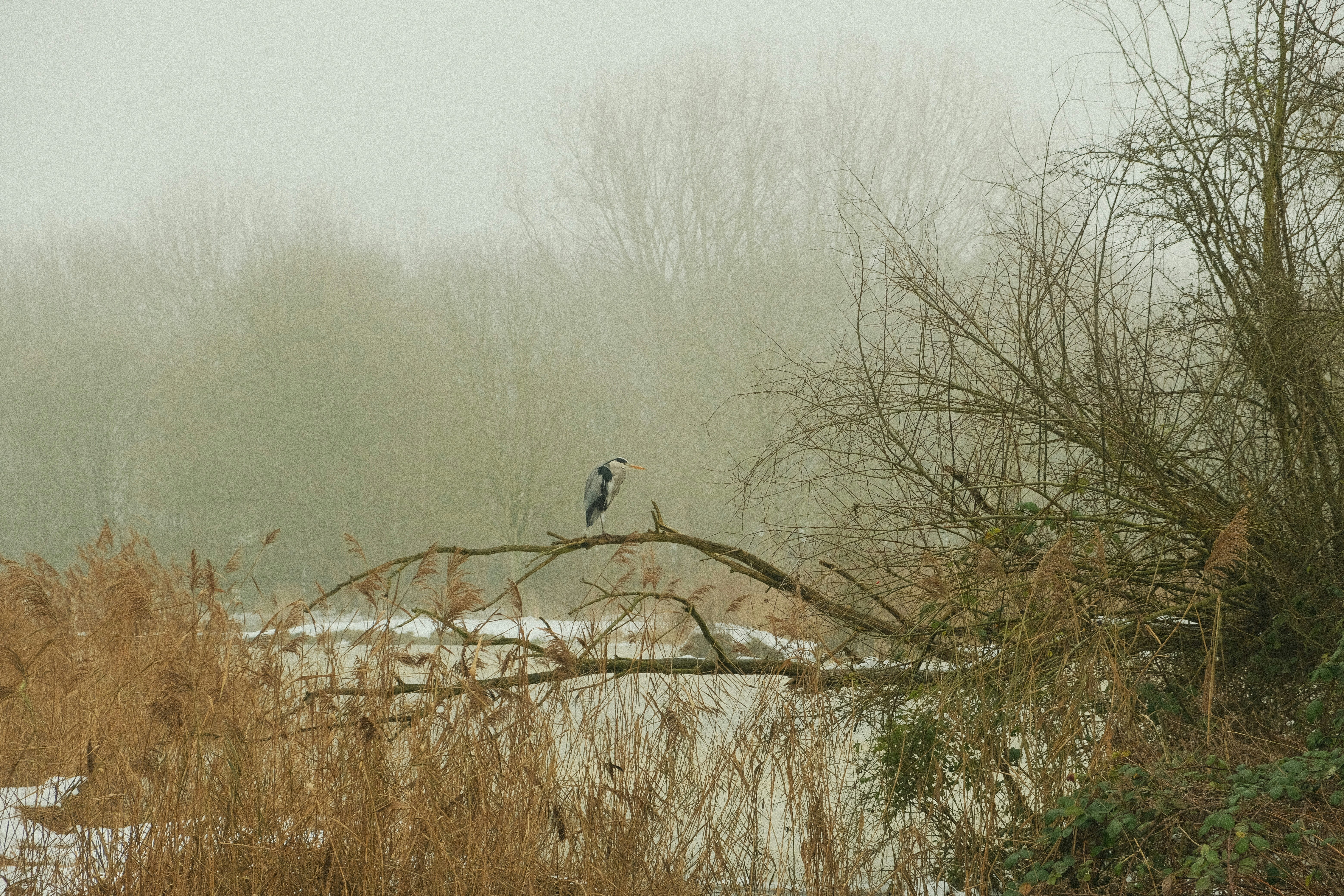 Bird on a Mossy Branch in misty wetlands