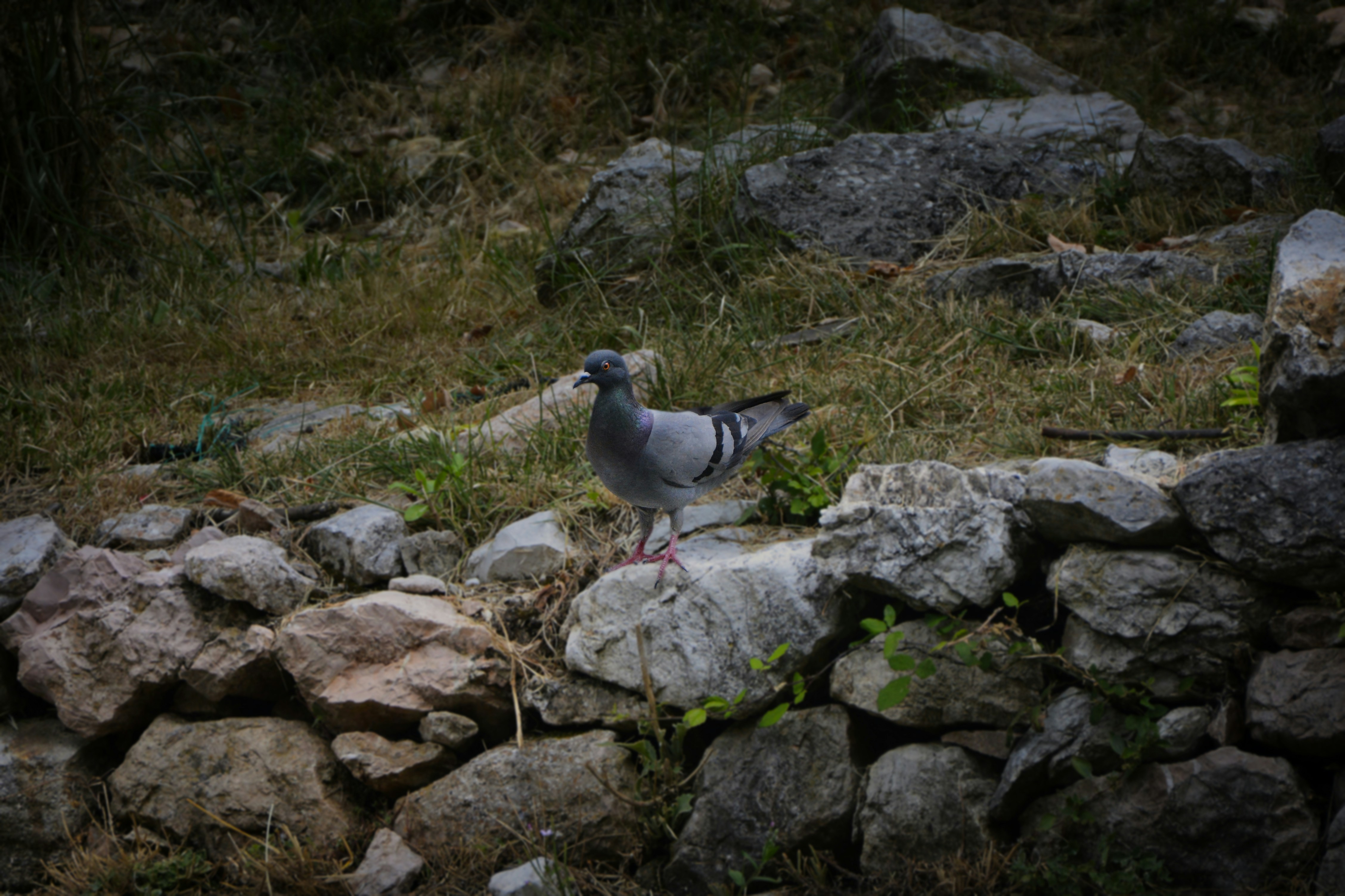 Stone Keeper: A Pigeon Patrols a Quiet Stony Terrace