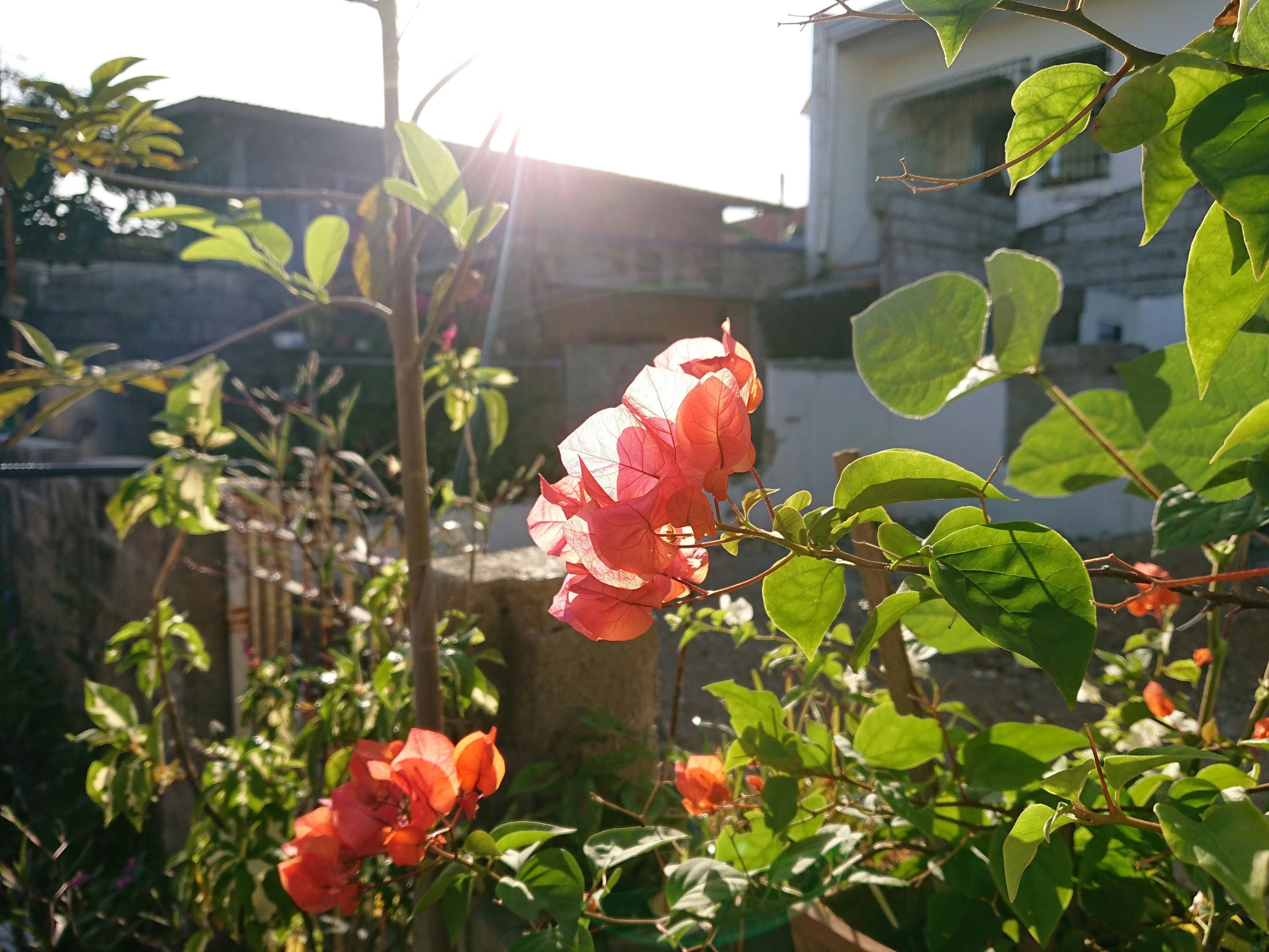 Sunlight shines through vibrant orange bougainvillea flowers.