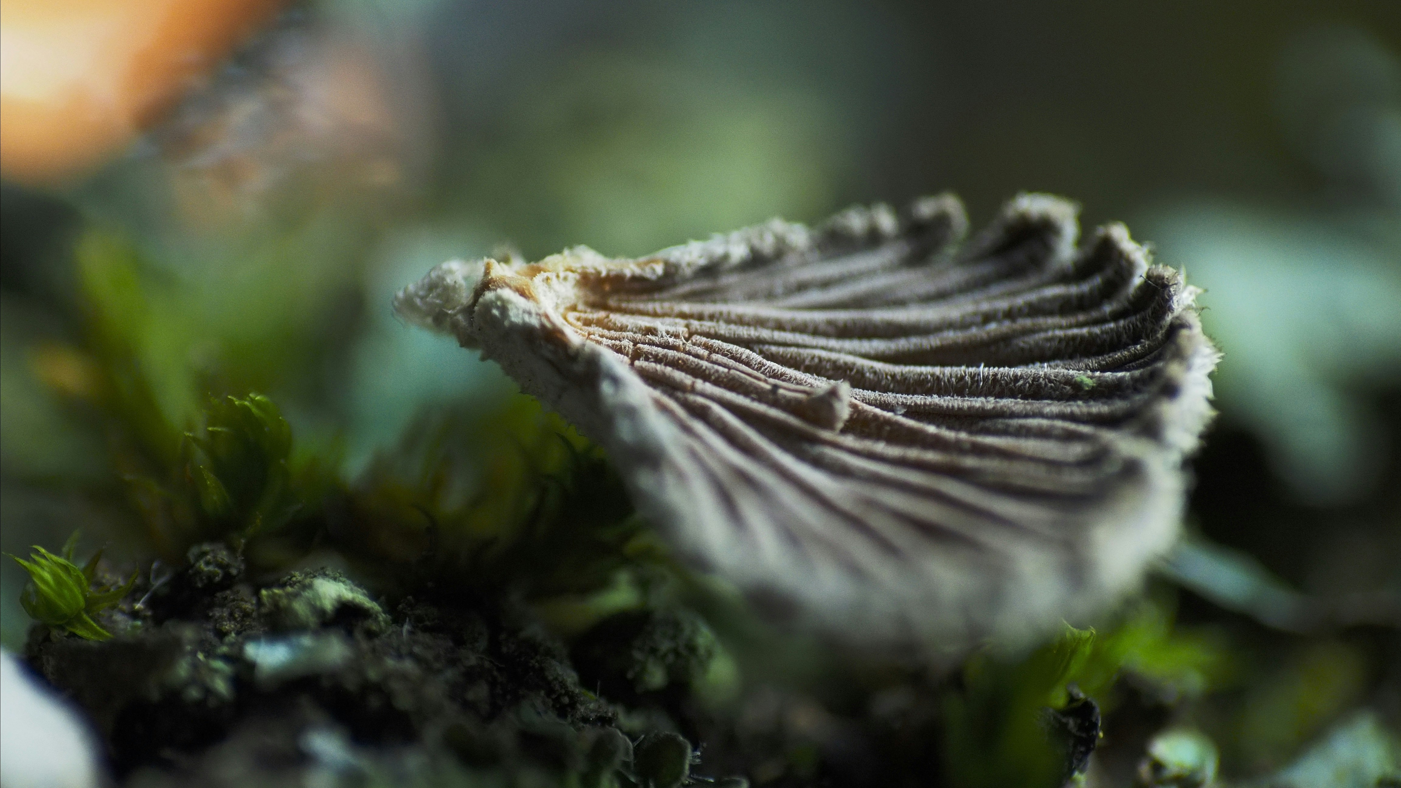 Gills of the Forest: a Mossy Mushroom Veil Under Soft Light
