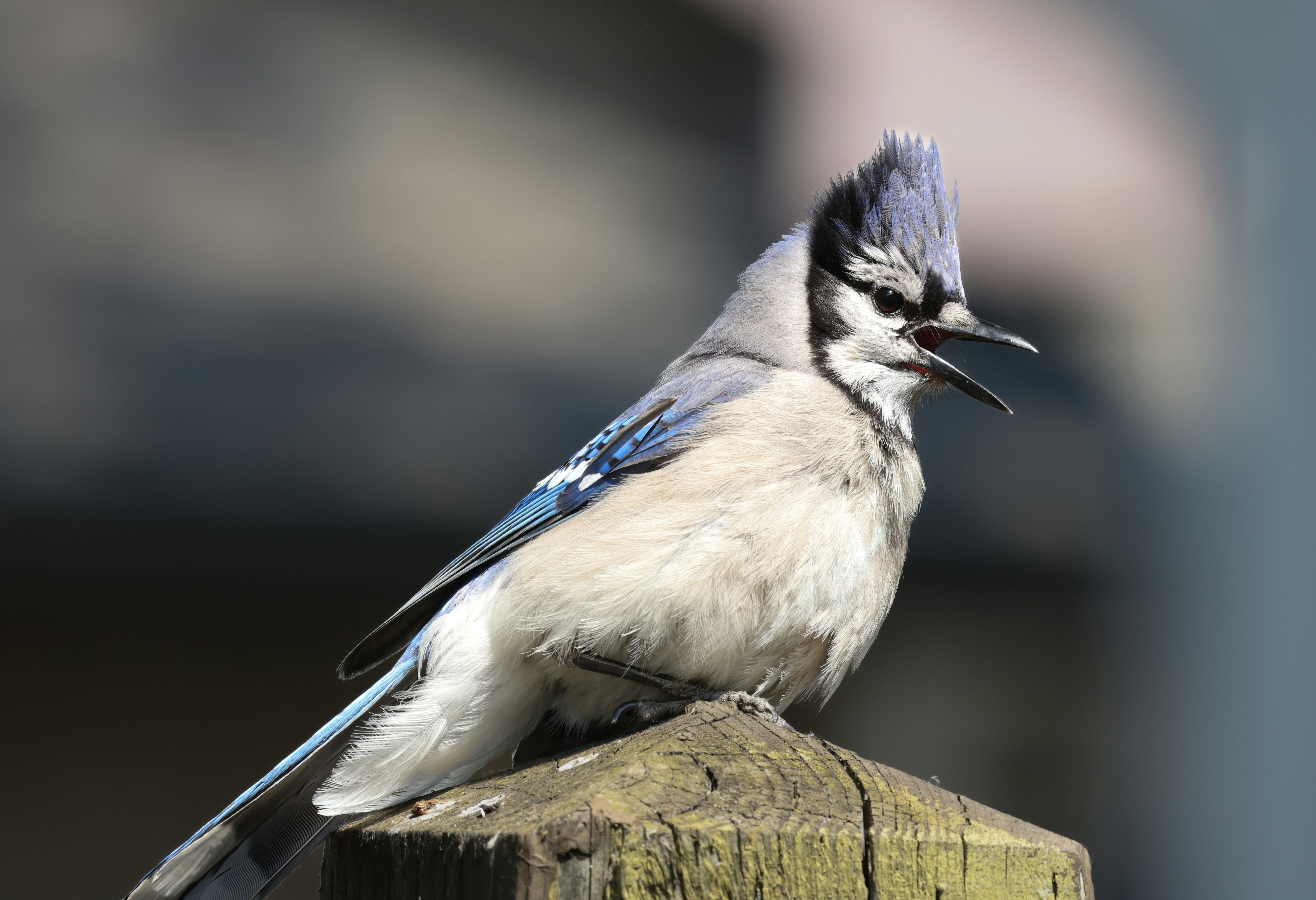 Perched Blue Jay with Open Beak Against a Blurred Backdrop
