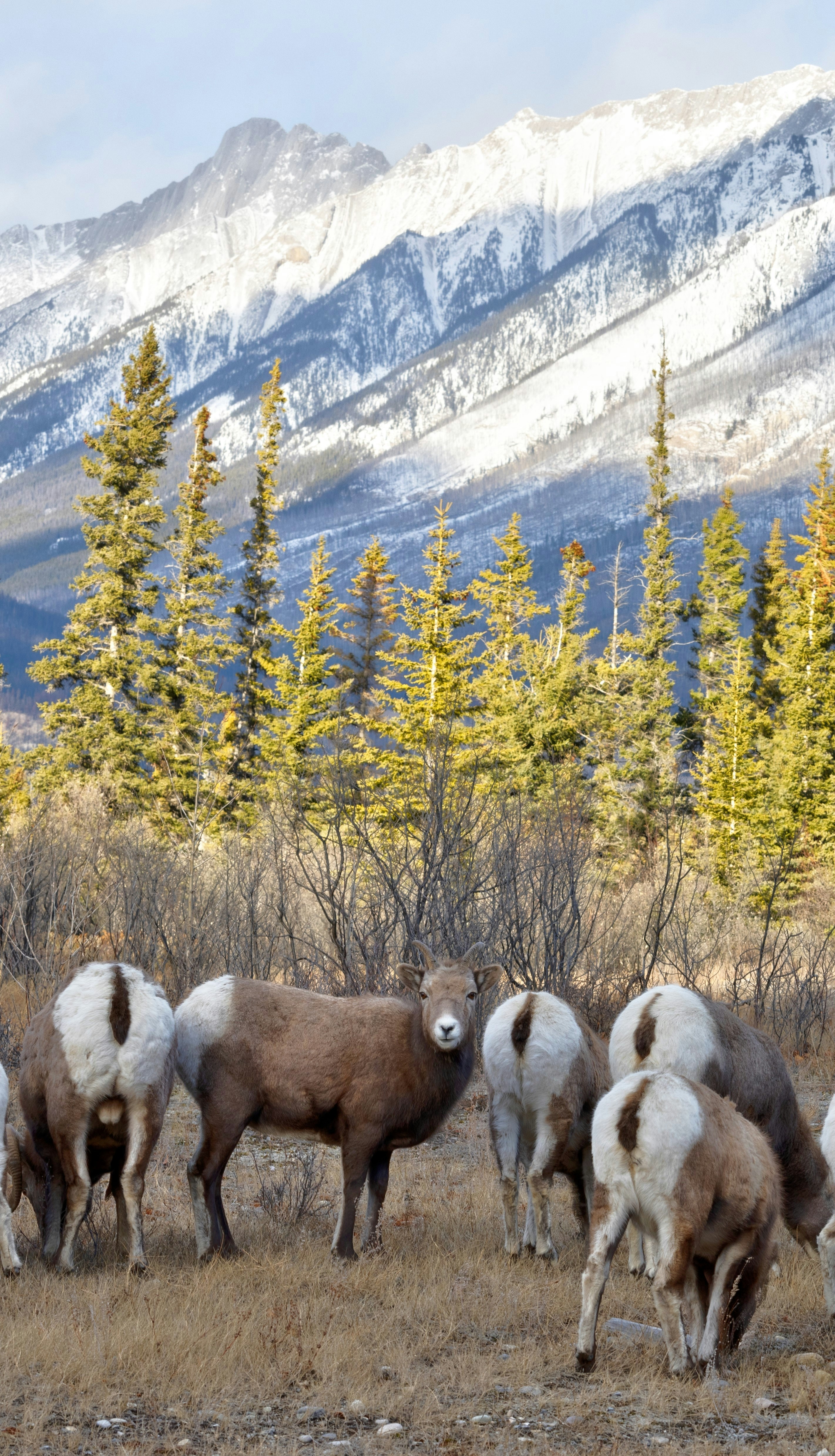 Bighorn sheep graze in a field with snowy mountains behind. photo ...