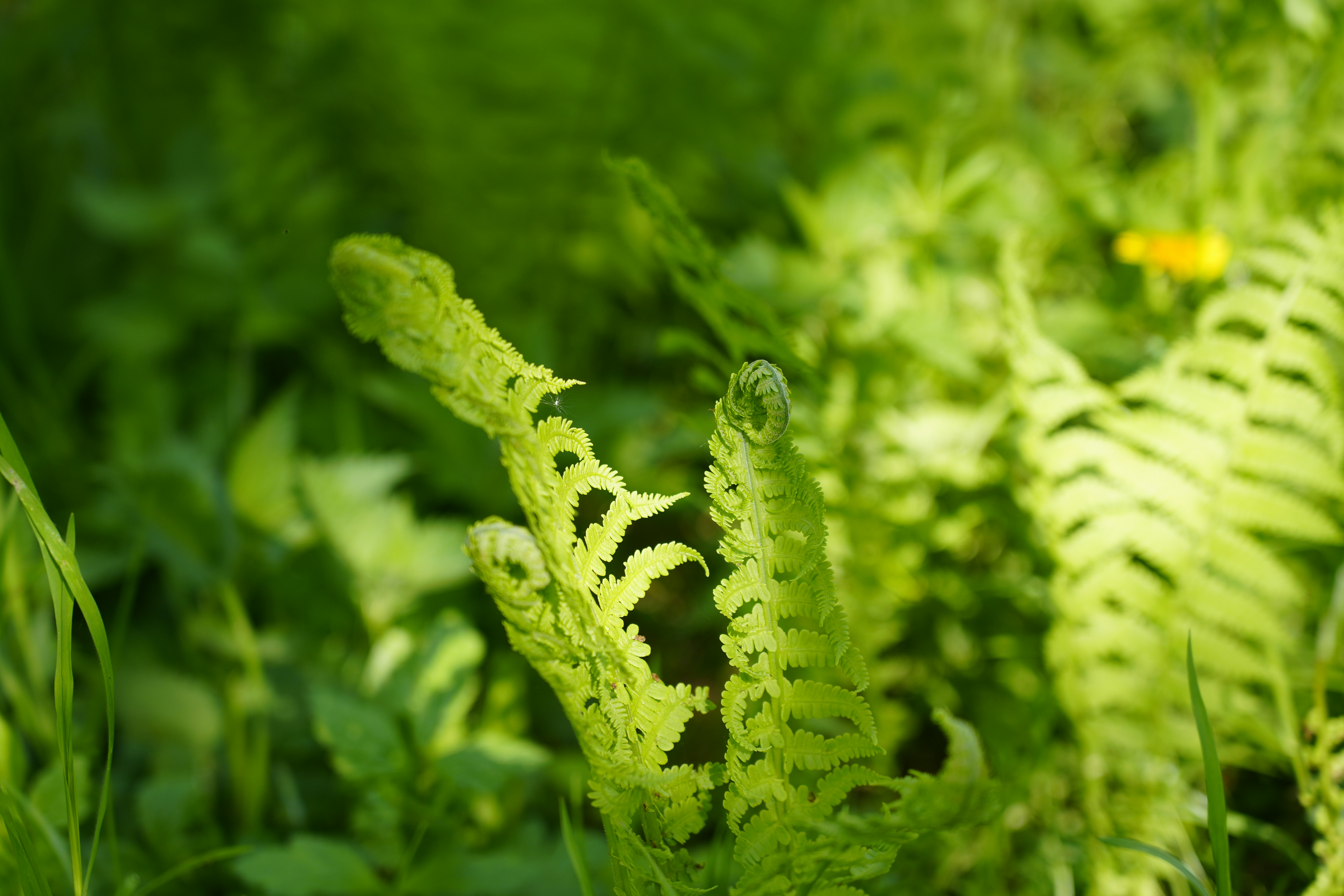 Fronds in Focus: A Quiet Forest Filigree