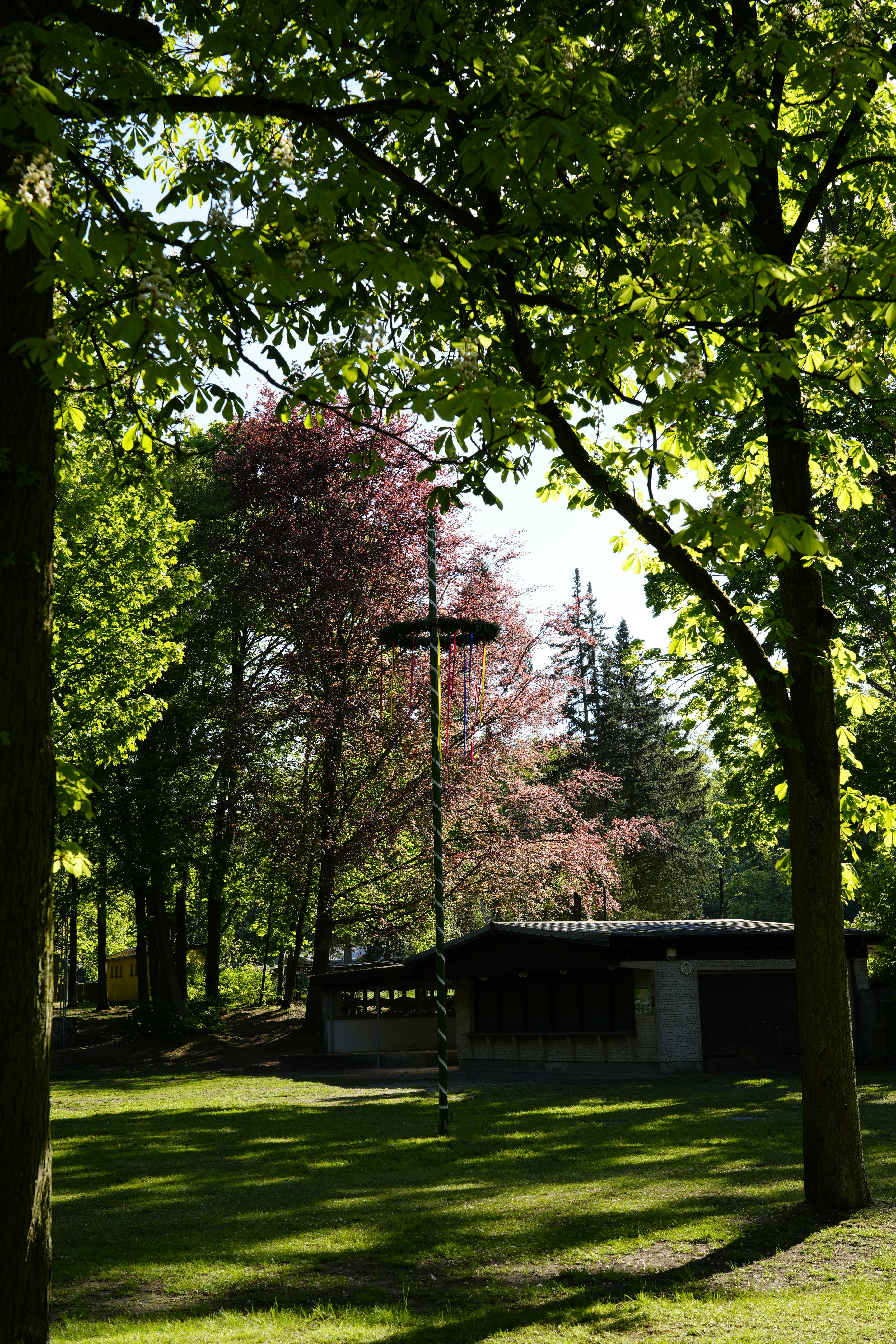 Sunlit Park with a Topsy-Tolepole Lantern under Cherry Blossoms