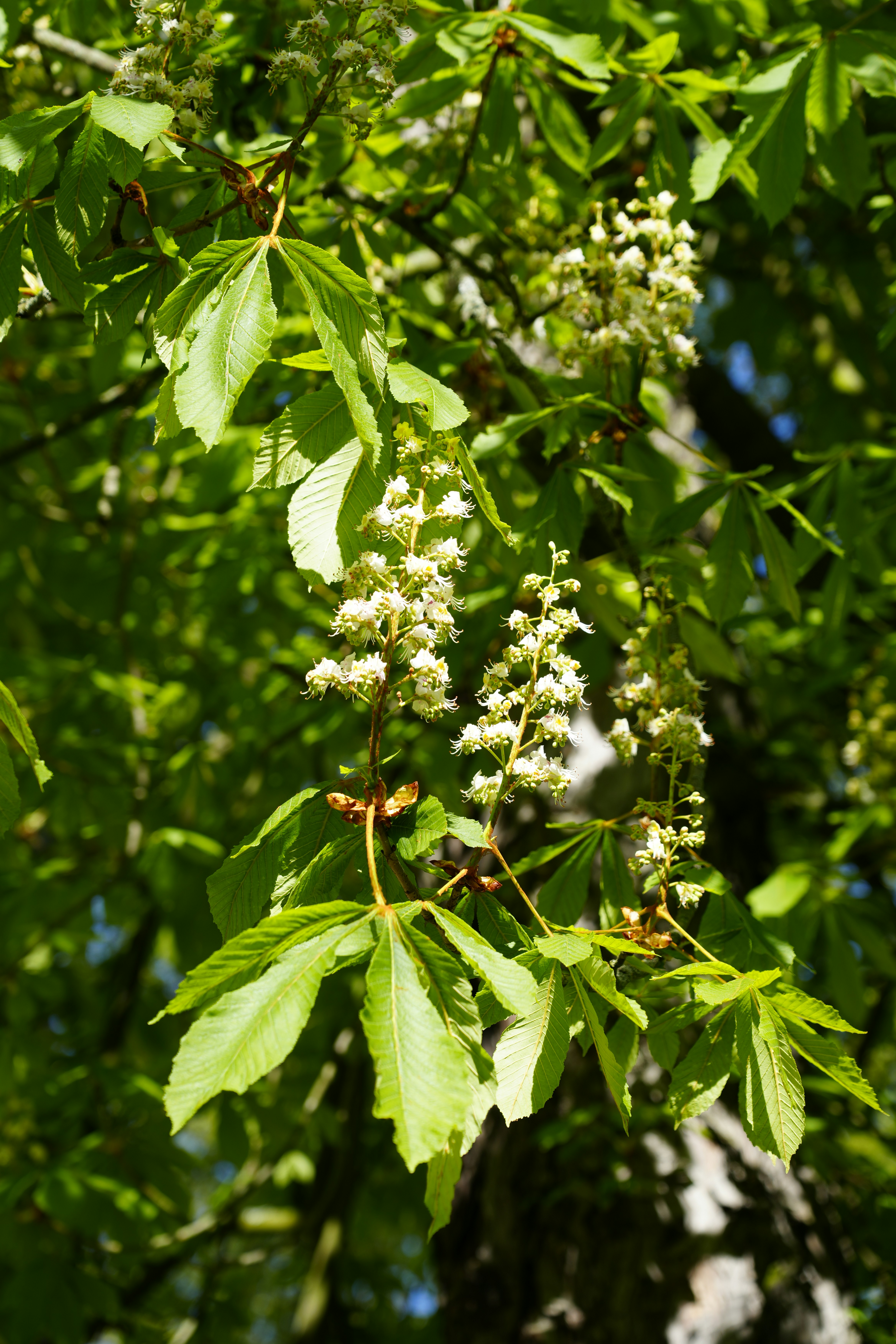 Whispers of Spring: White Flower Clusters Amid Green Canopy