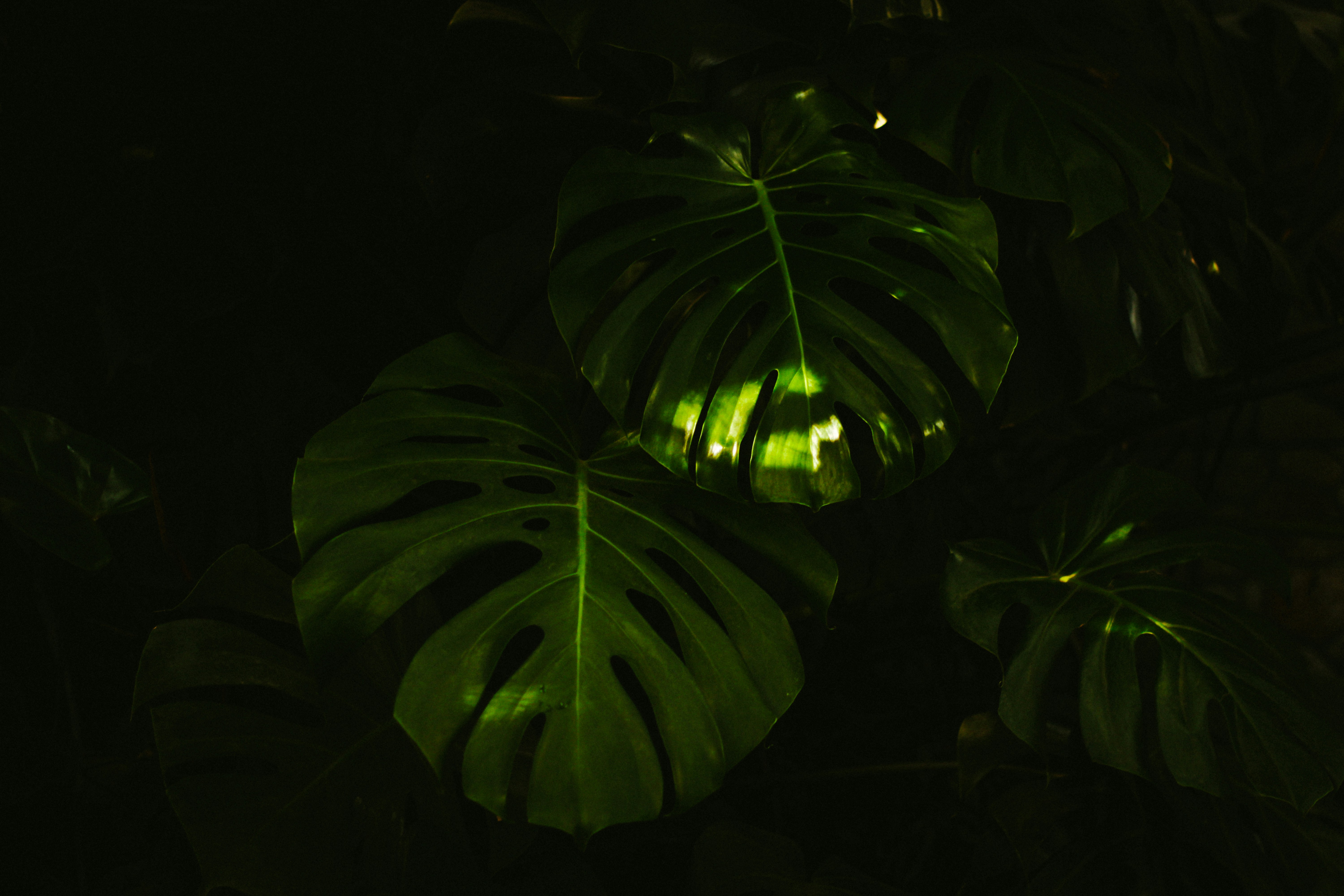 Emerald Vein in the Dark: Monstera Leaves Glowing Under Low Light