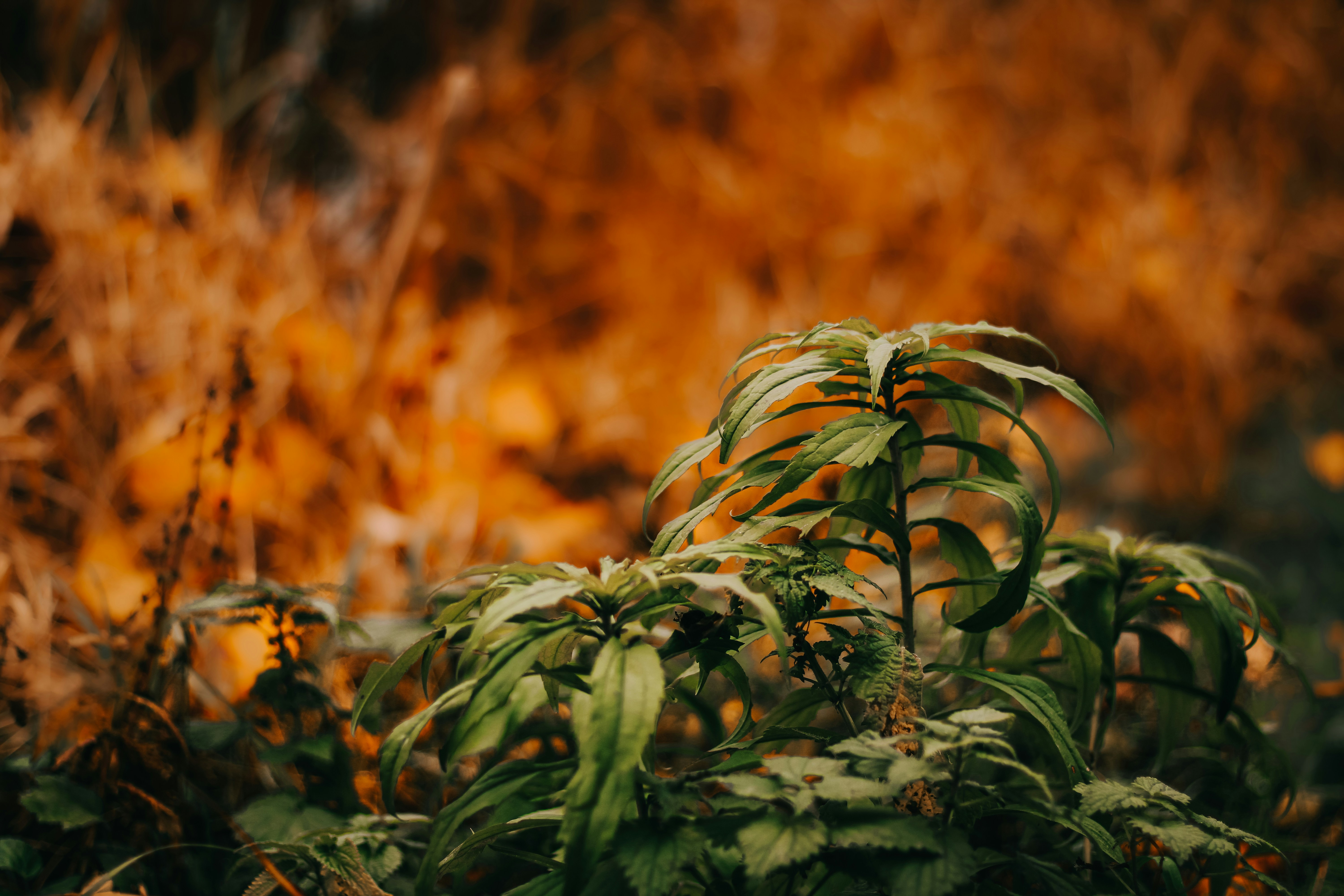 Autumnal Ferns in a Glowing Tangle