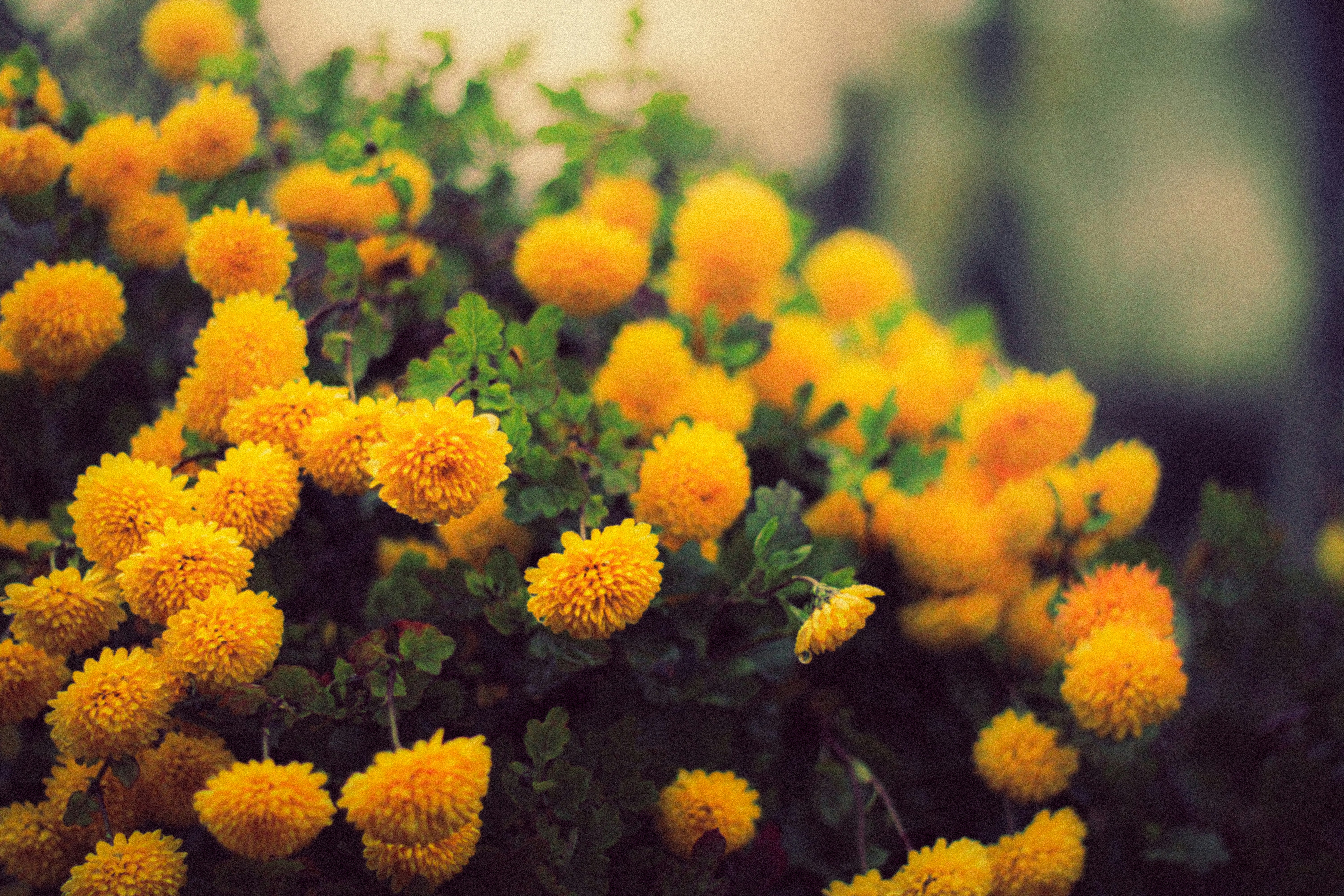 Sunlit Pompons: A Sea of Yellow Blossoms
