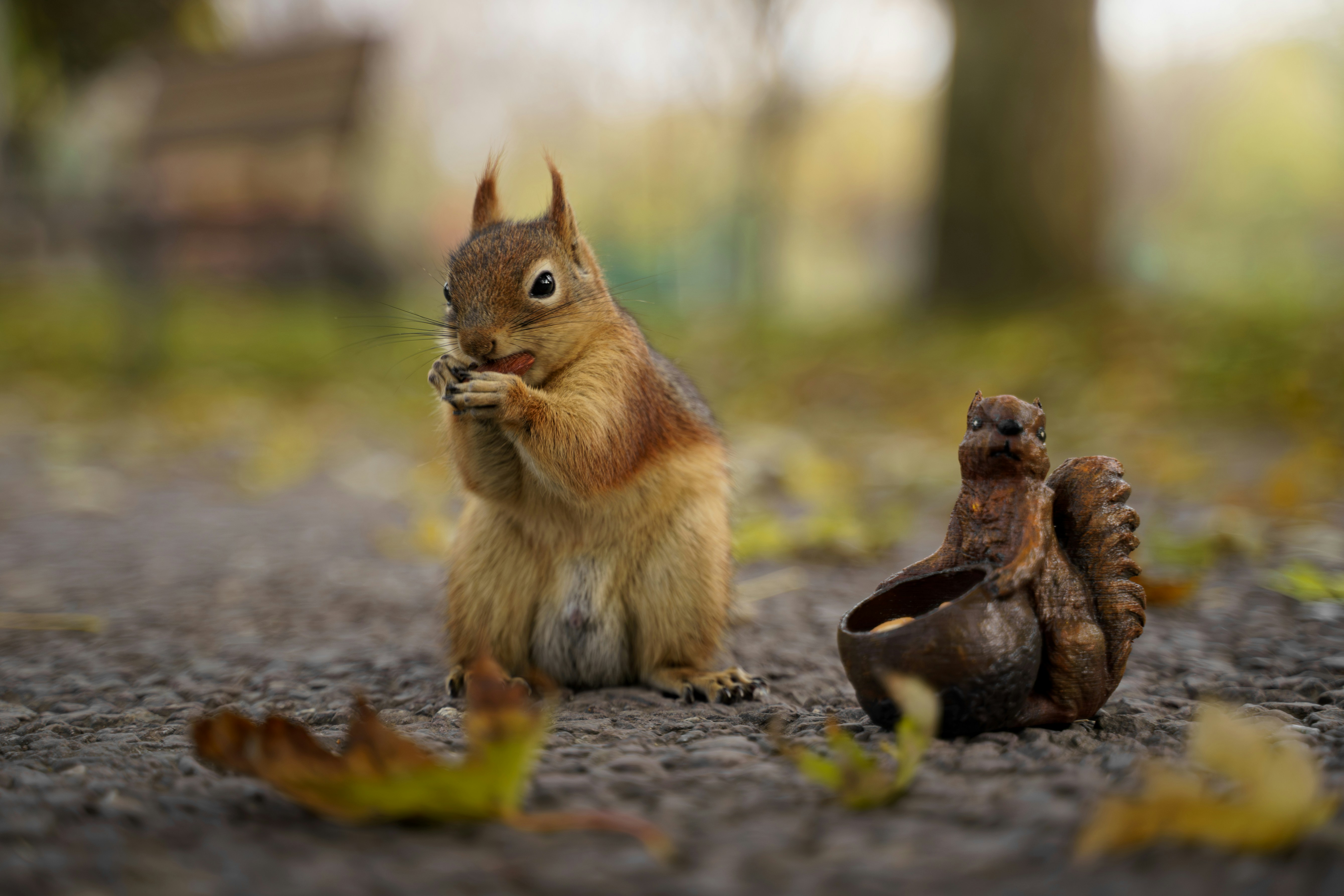 Squirrel Center Stage: One Nut Pause on a Park Path