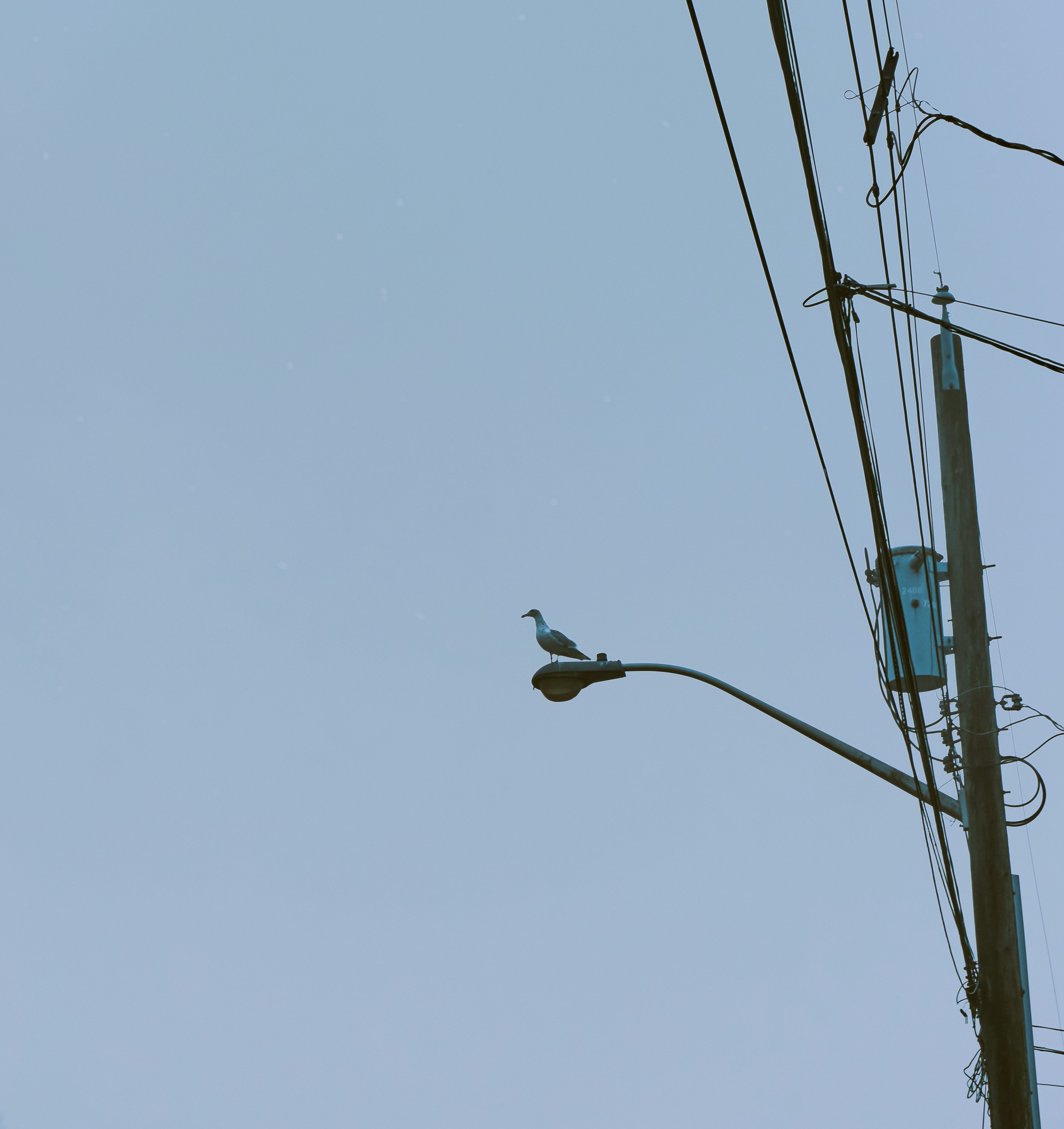 Guardians of the Wire: A Streetlight Bird Against a Quiet Sky