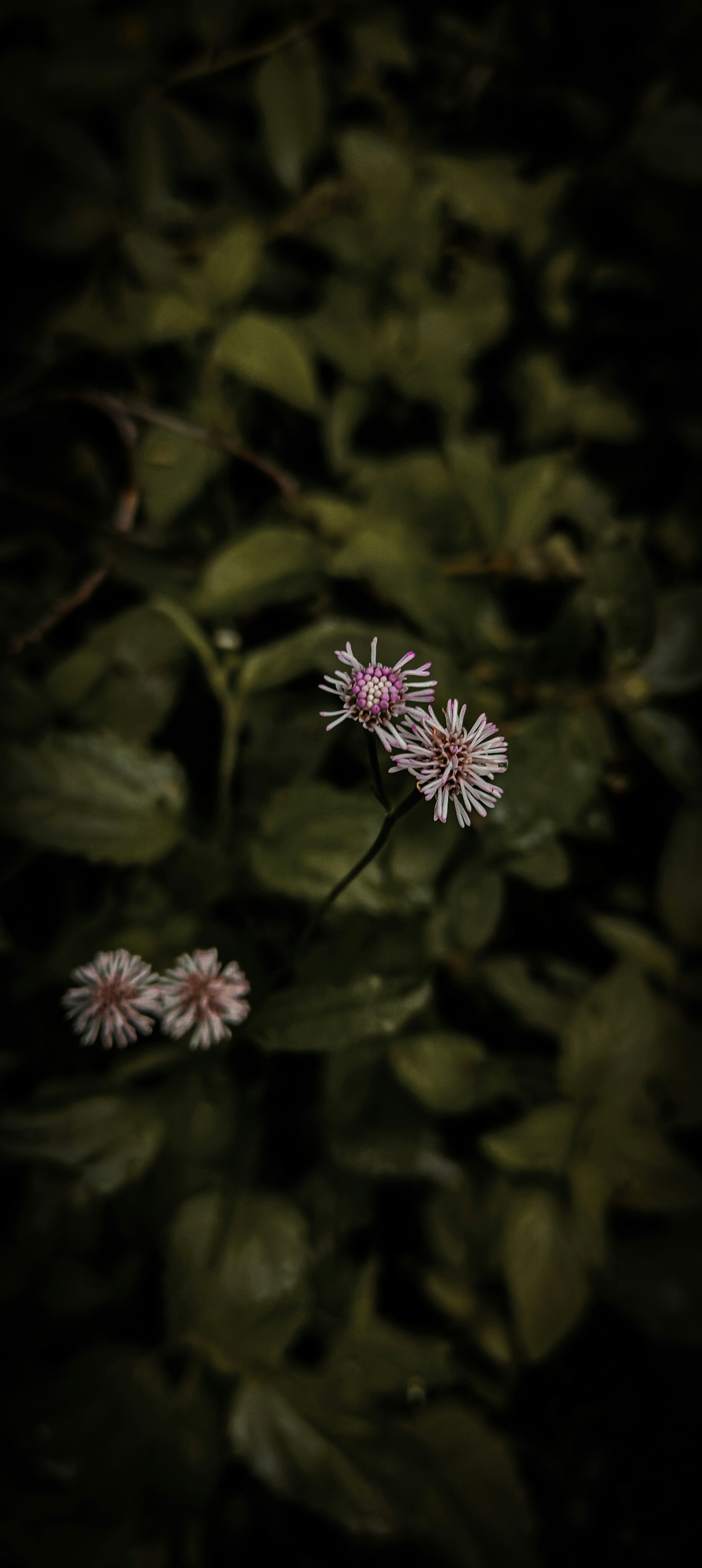 Delicate white and pink wildflowers bloom in darkness.