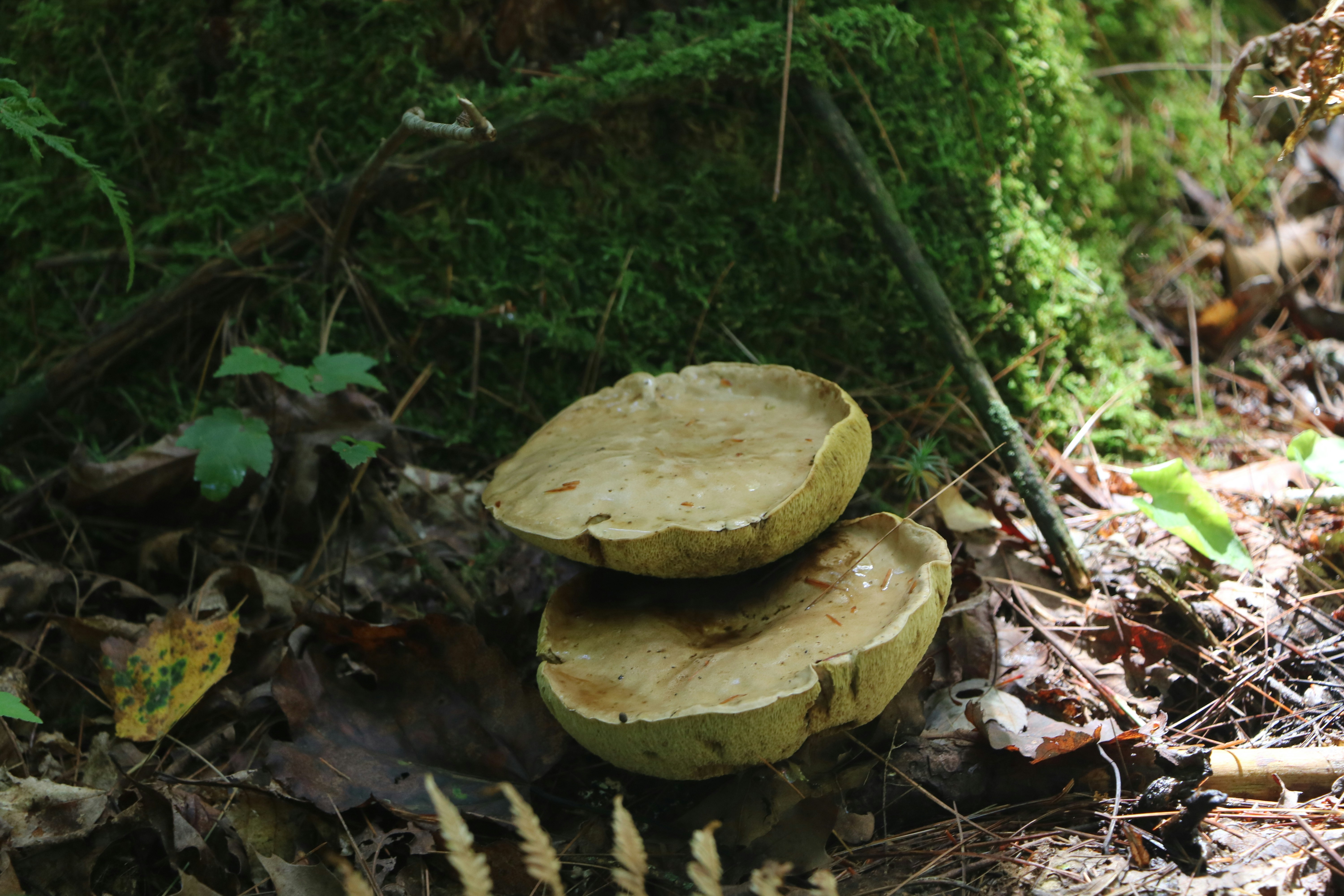 Two cross-sectioned mushrooms resting on leaf litter in a shaded forest floor