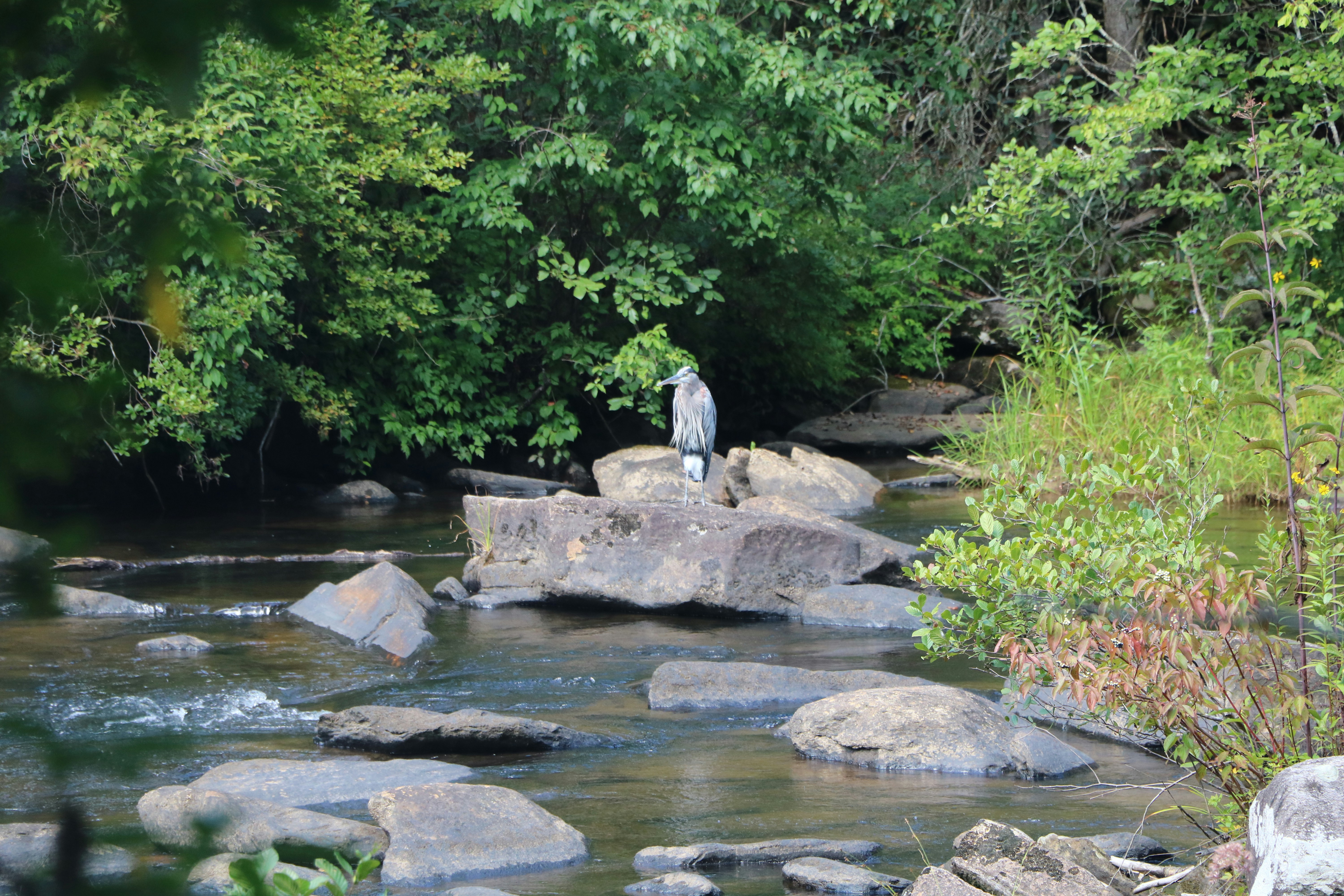 Heron on a Bouldered River Fork