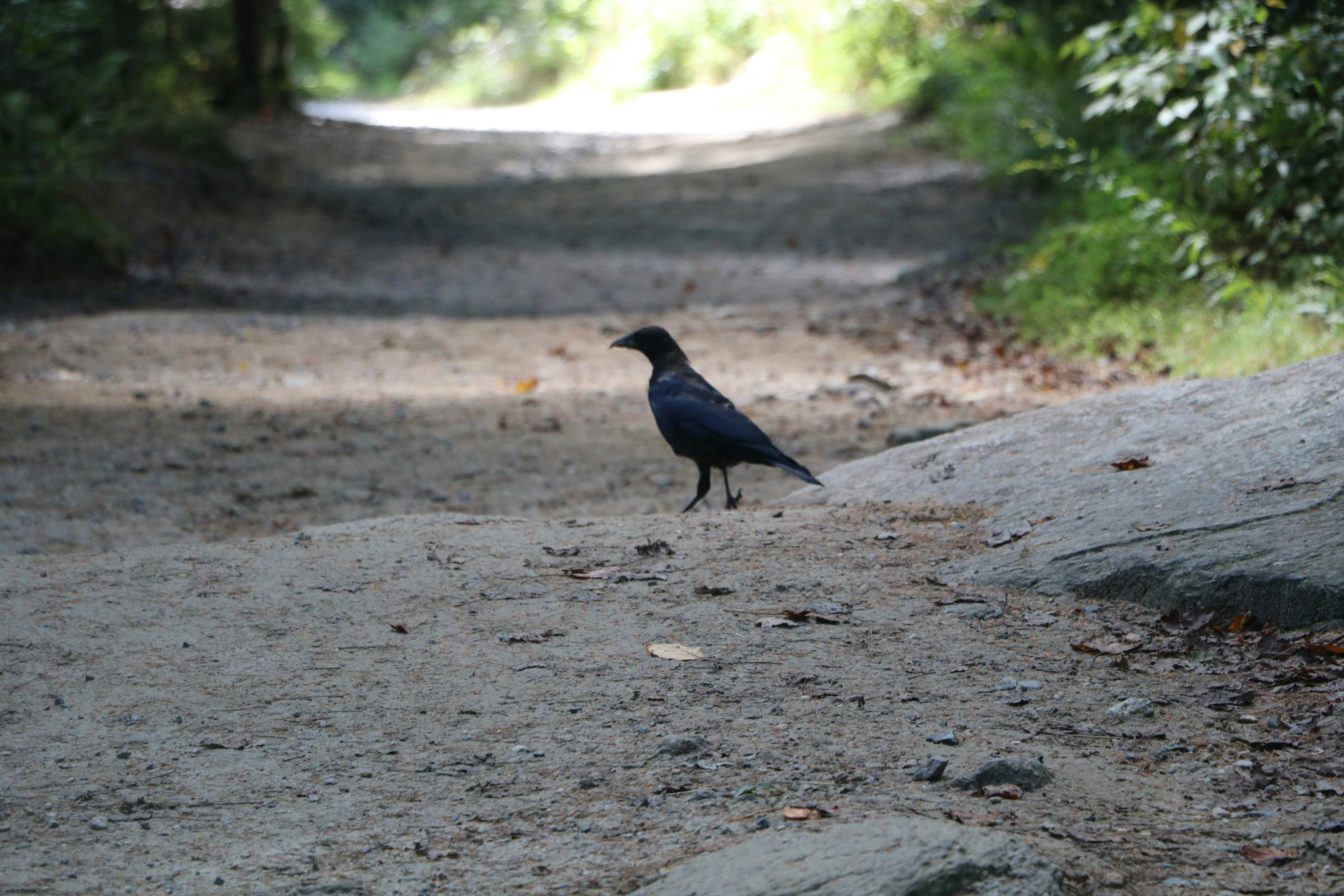 A lone crow on a sunlit forest path