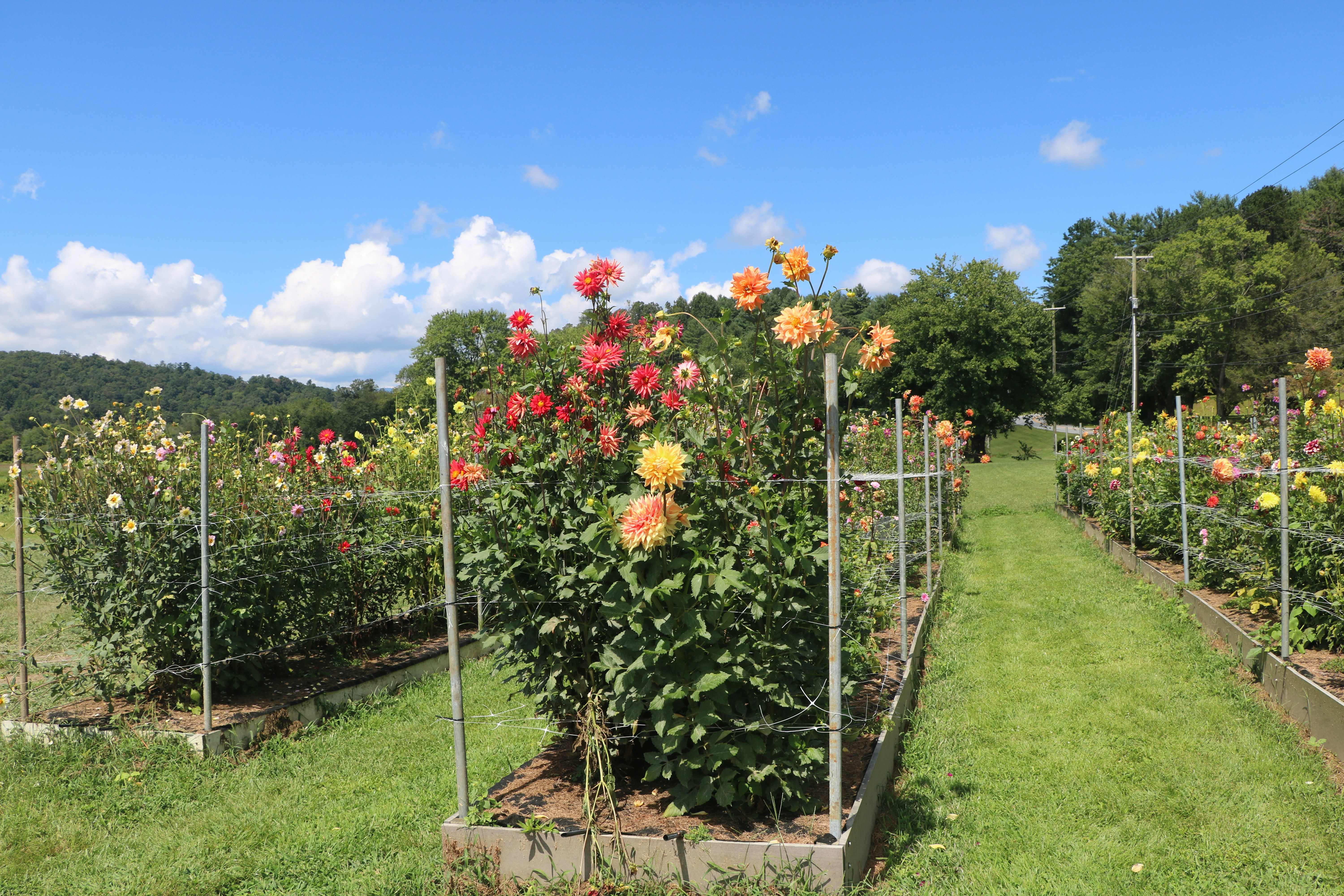 Blooming Avenue: A Row of Rose Bushes Under a Bright Sky