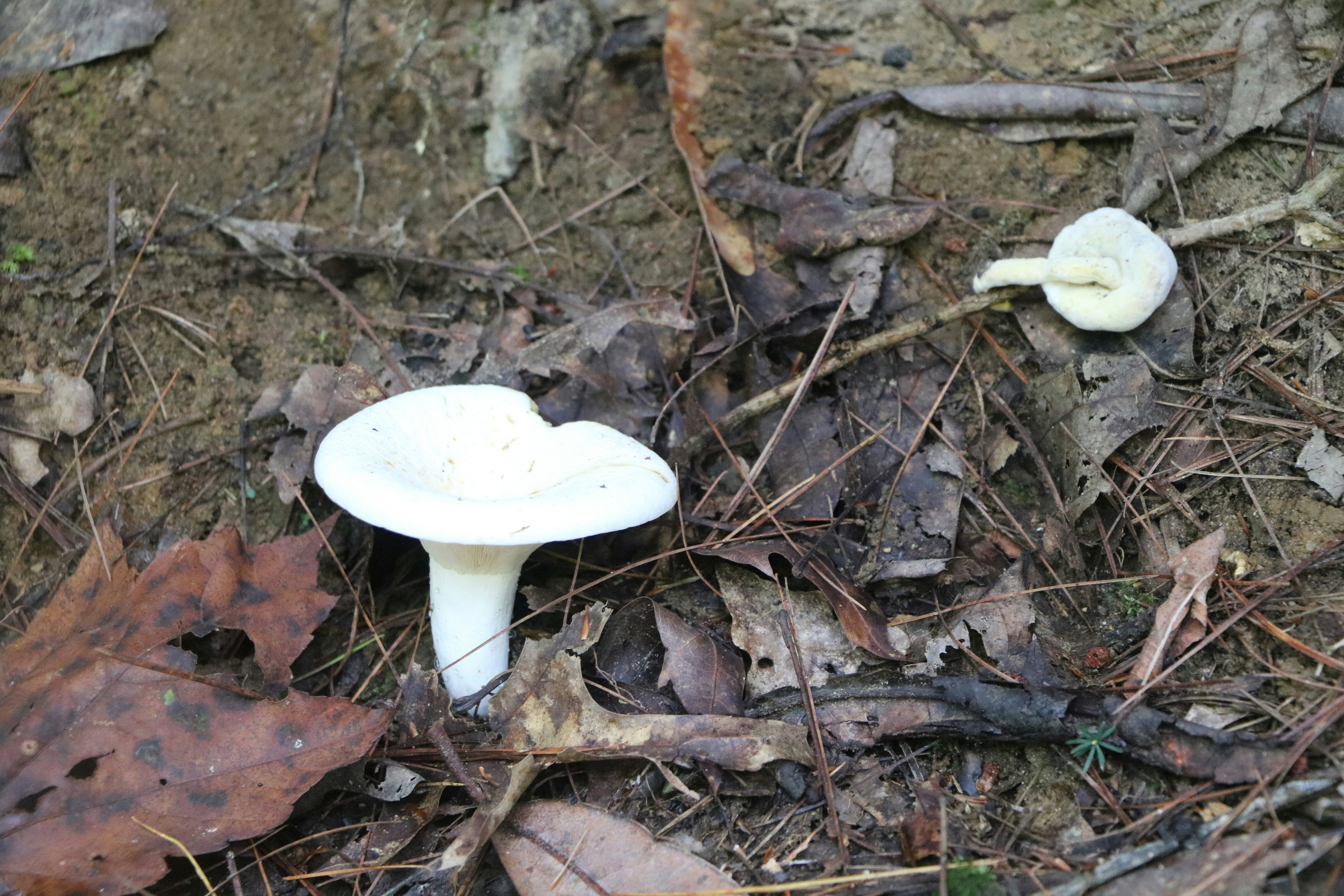 White Fungus Among Fallen Leaves: A Quiet Forest Floor