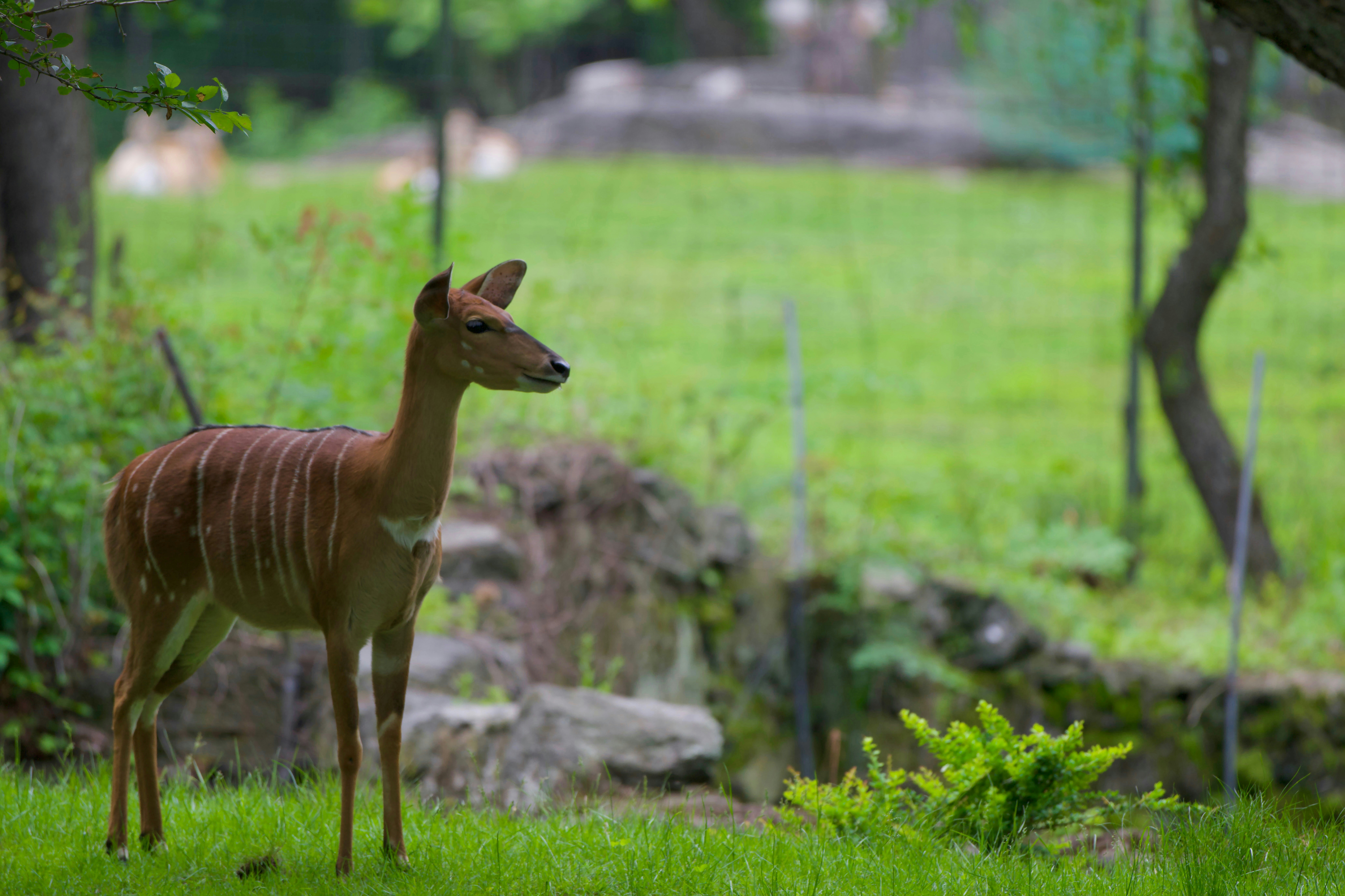 Stretched Out in the Meadow: a solitary deer pauses amid green and stone
