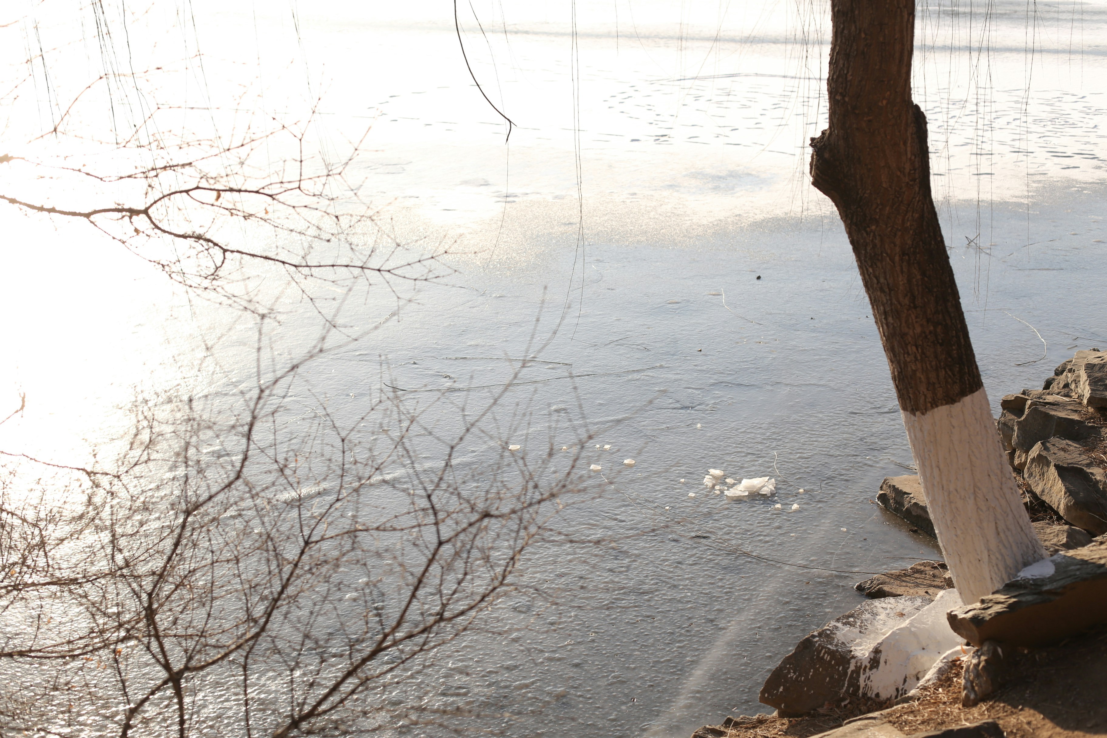 Frosted Riverbank: Light and Tree Against Quiet Water